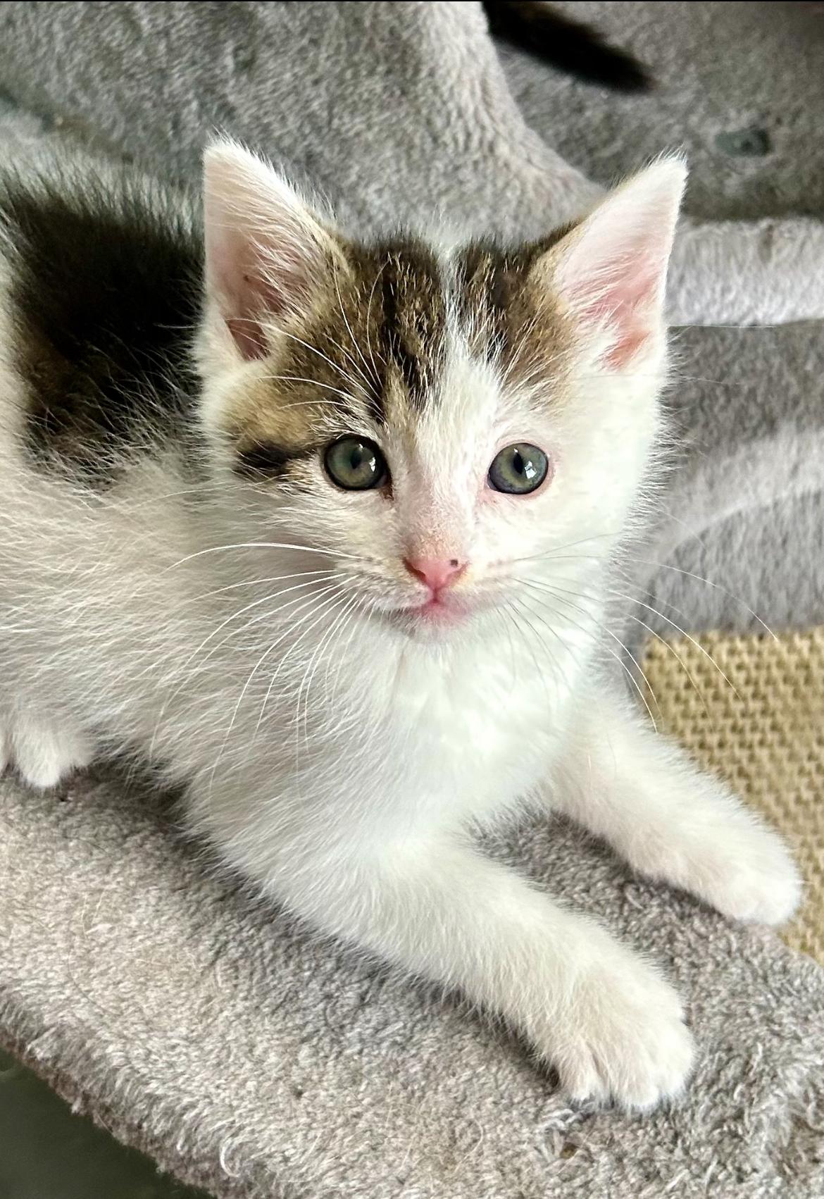 Cat for adoption - Sylvester, a Domestic Medium Hair in Decatur, IL ...