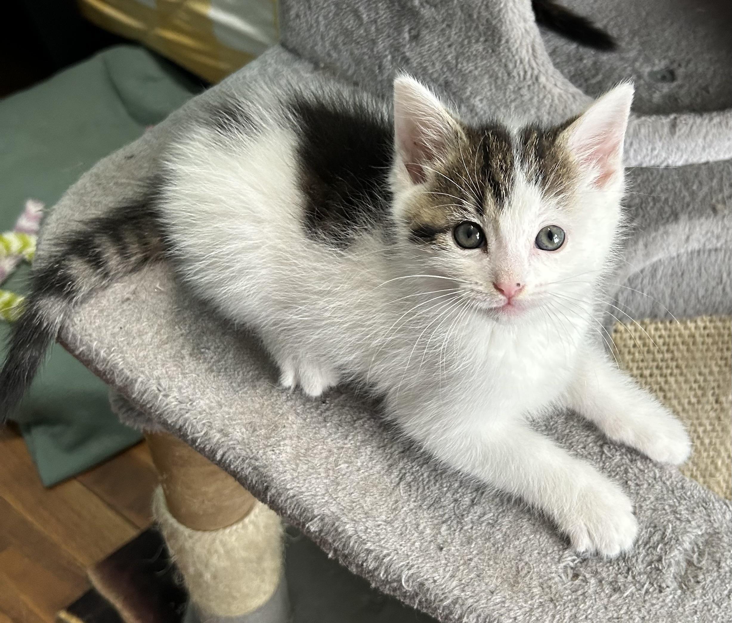 Cat for adoption - Sylvester, a Domestic Medium Hair in Decatur, IL ...