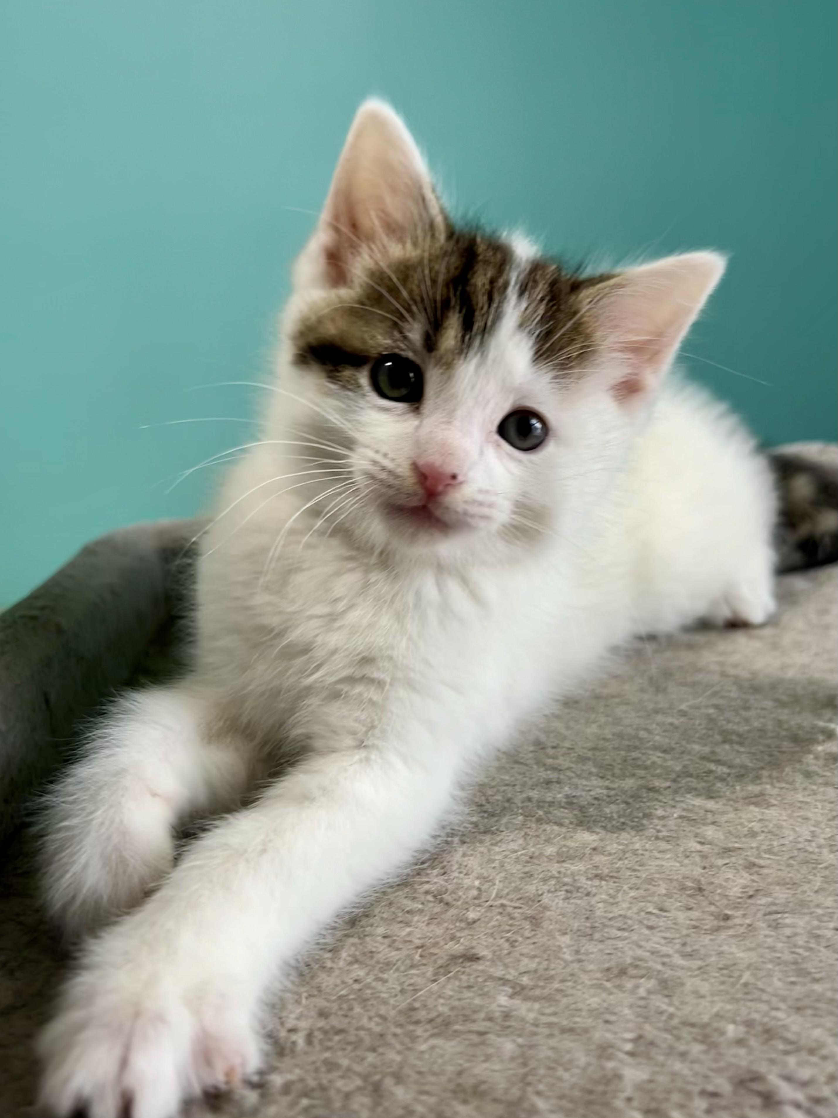 Cat for adoption - Sylvester, a Domestic Medium Hair in Decatur, IL ...