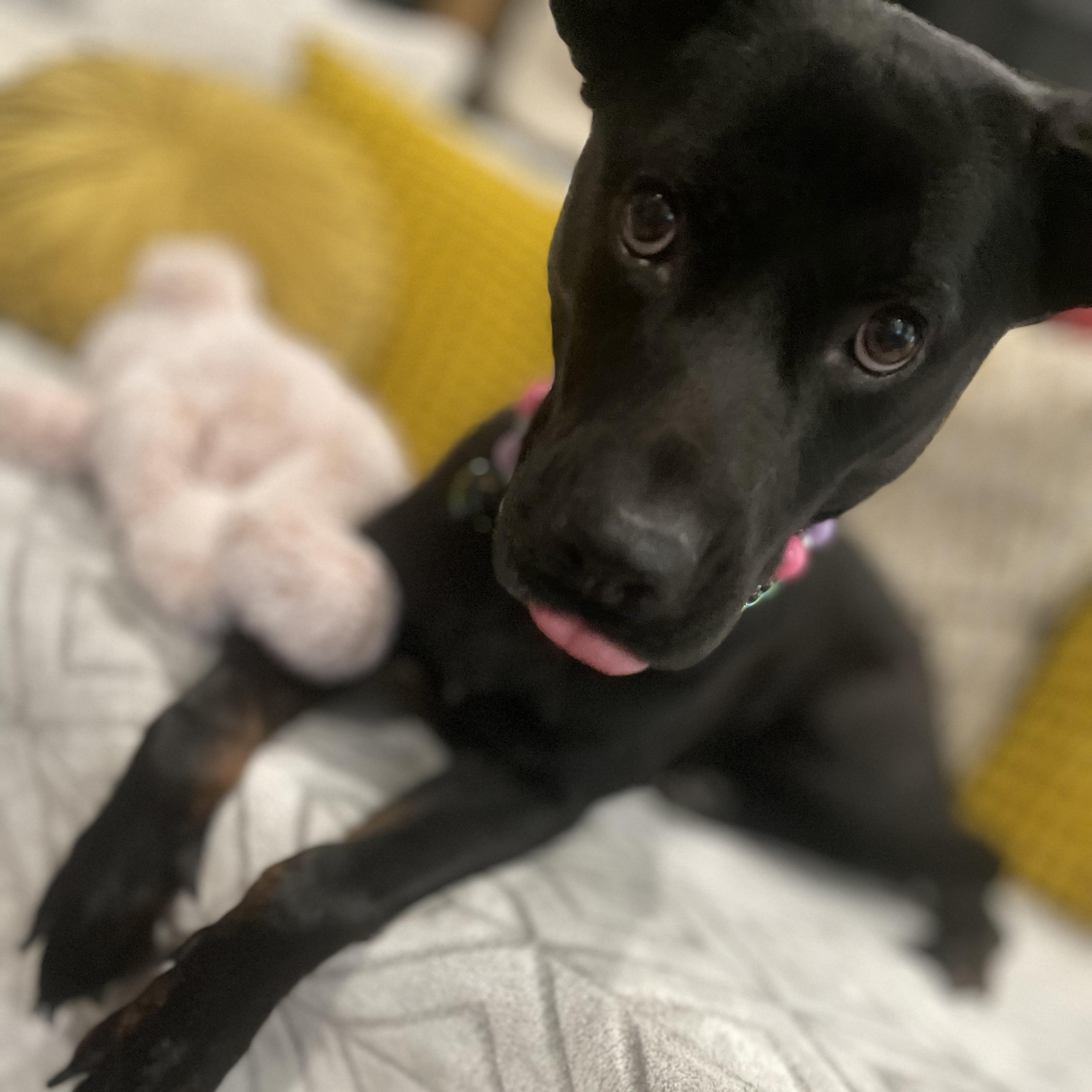 Dog for adoption - Mandy, a Mixed Breed in Springfield, MA | Petfinder