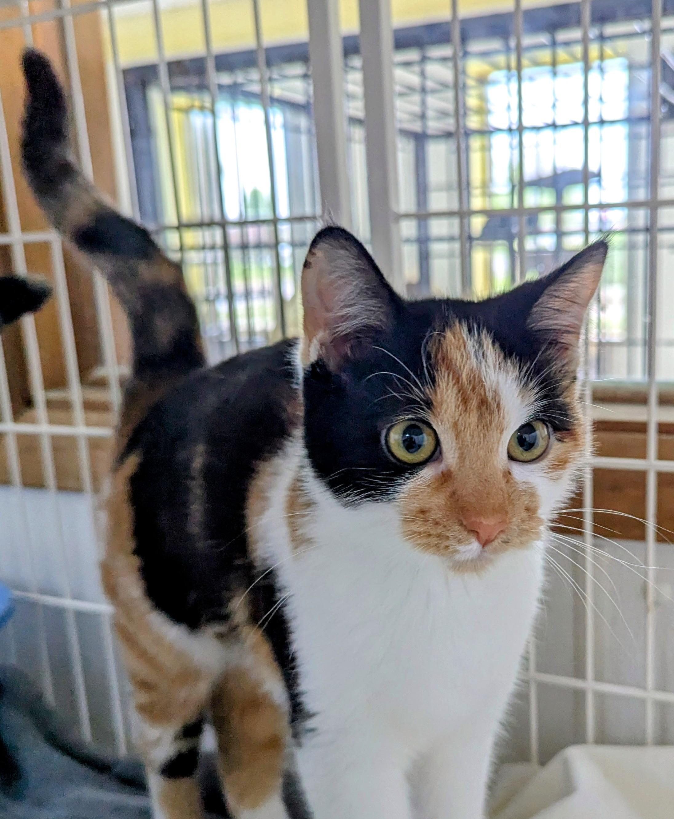 Cat for adoption - Lucy, a Domestic Short Hair in Decatur, IL | Petfinder