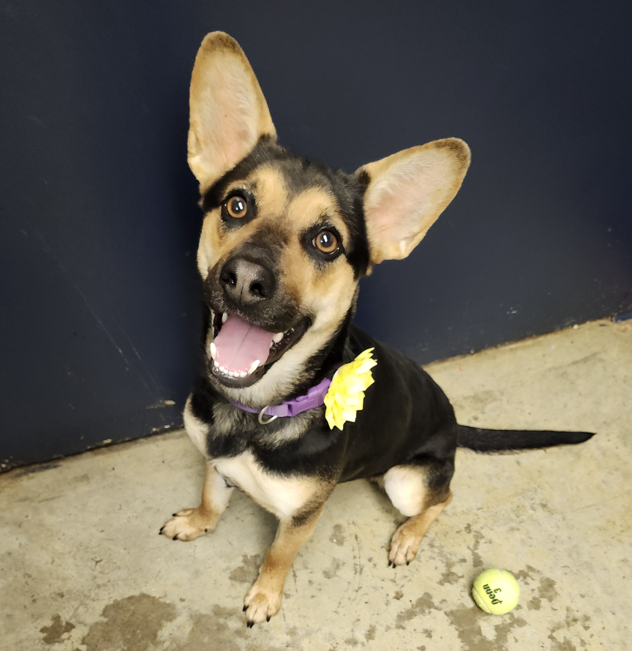 Dog for adoption - Odette, a Shepherd Mix in Mansfield, OH | Petfinder