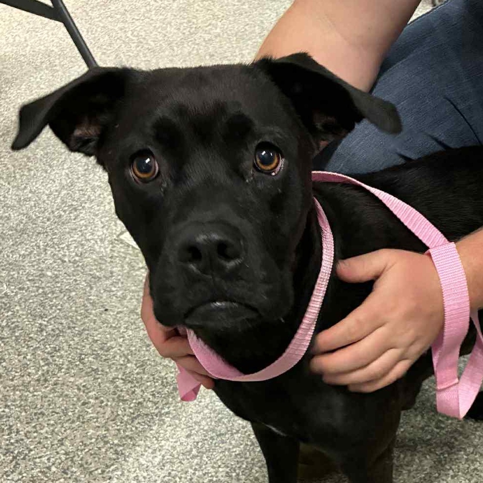 Dog for adoption - Serenity, a Black Labrador Retriever & Boxer Mix in Simsbury, CT | Petfinder