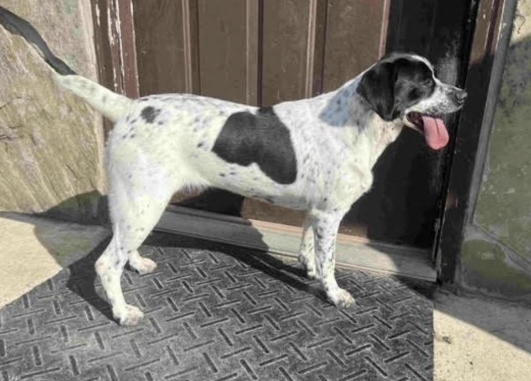 Dog for adoption - Star, a Spaniel & Pointer Mix in Woburn, MA | Petfinder