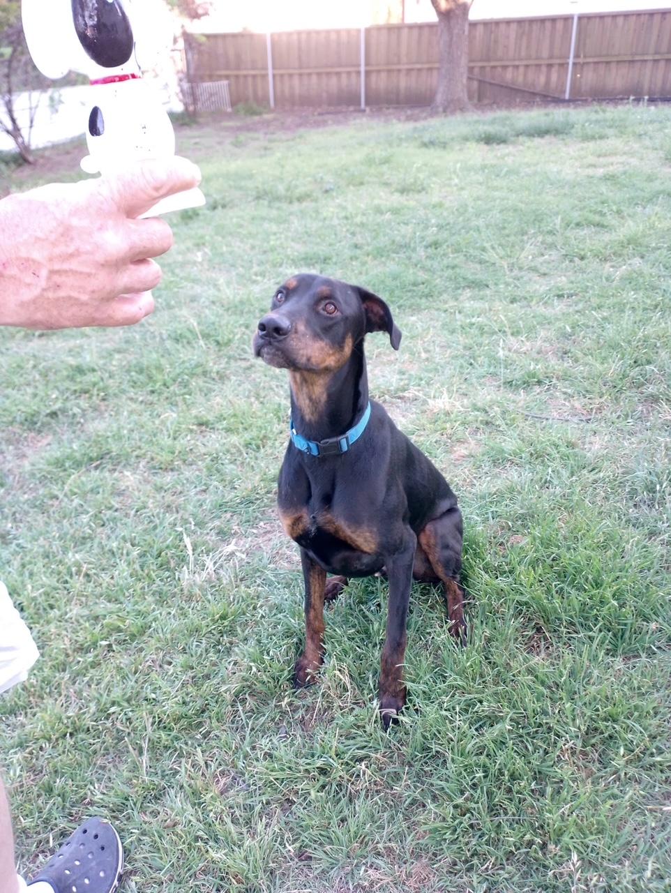 Dog for adoption - Apollo, a Doberman Pinscher in Bethel, CT | Petfinder