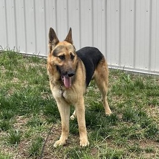 Adoptable Dogs – Journey Home German Shepherd Dog Rescue