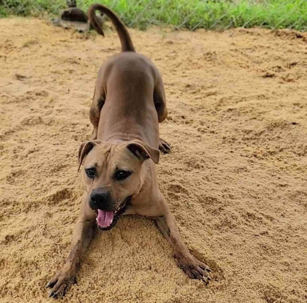 Dog for adoption - Adele, a Feist & Boxer Mix in Anniston, AL | Petfinder