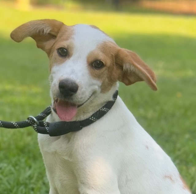 Alabama Dog Adoptions | Dogs for Adoption in AL