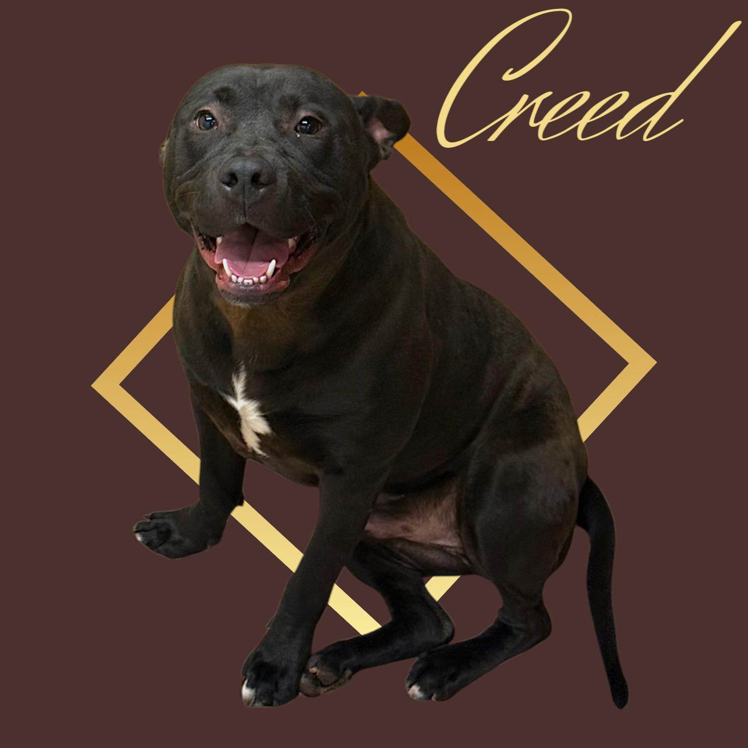 Dog for adoption - Creed, a Pit Bull Terrier Mix in Williamsport, PA ...