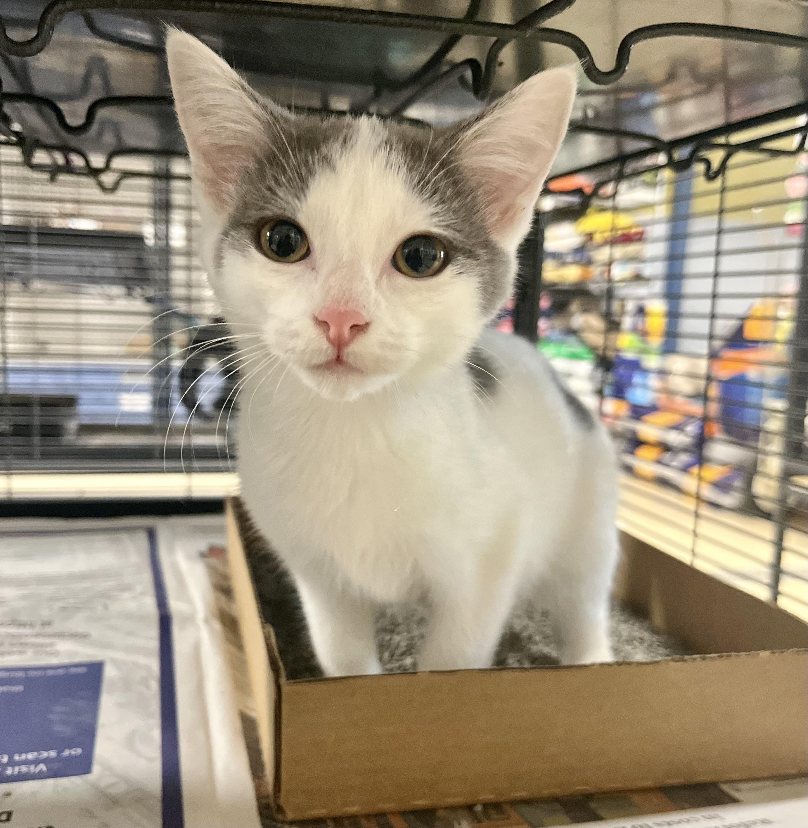 Cat for adoption - Maple, a Domestic Short Hair in Wooster, OH | Petfinder