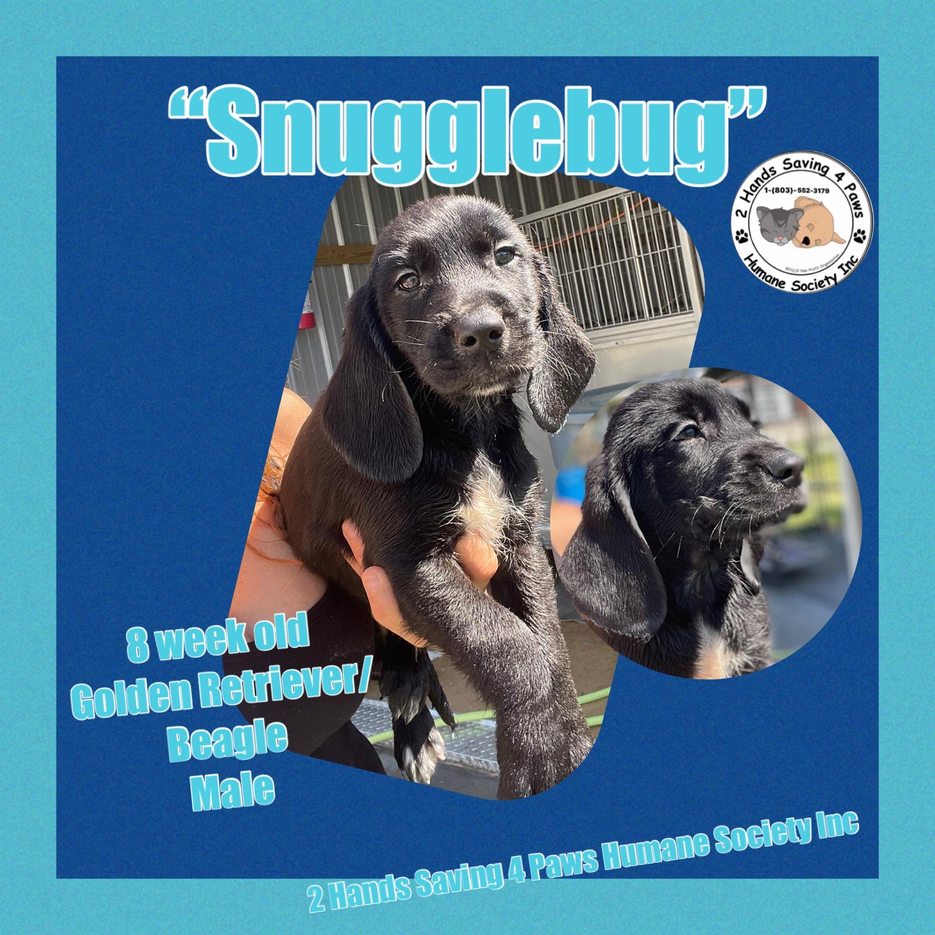 Dog for adoption - Snuggle Bug-“Beago”, a Golden Retriever & Beagle Mix ...