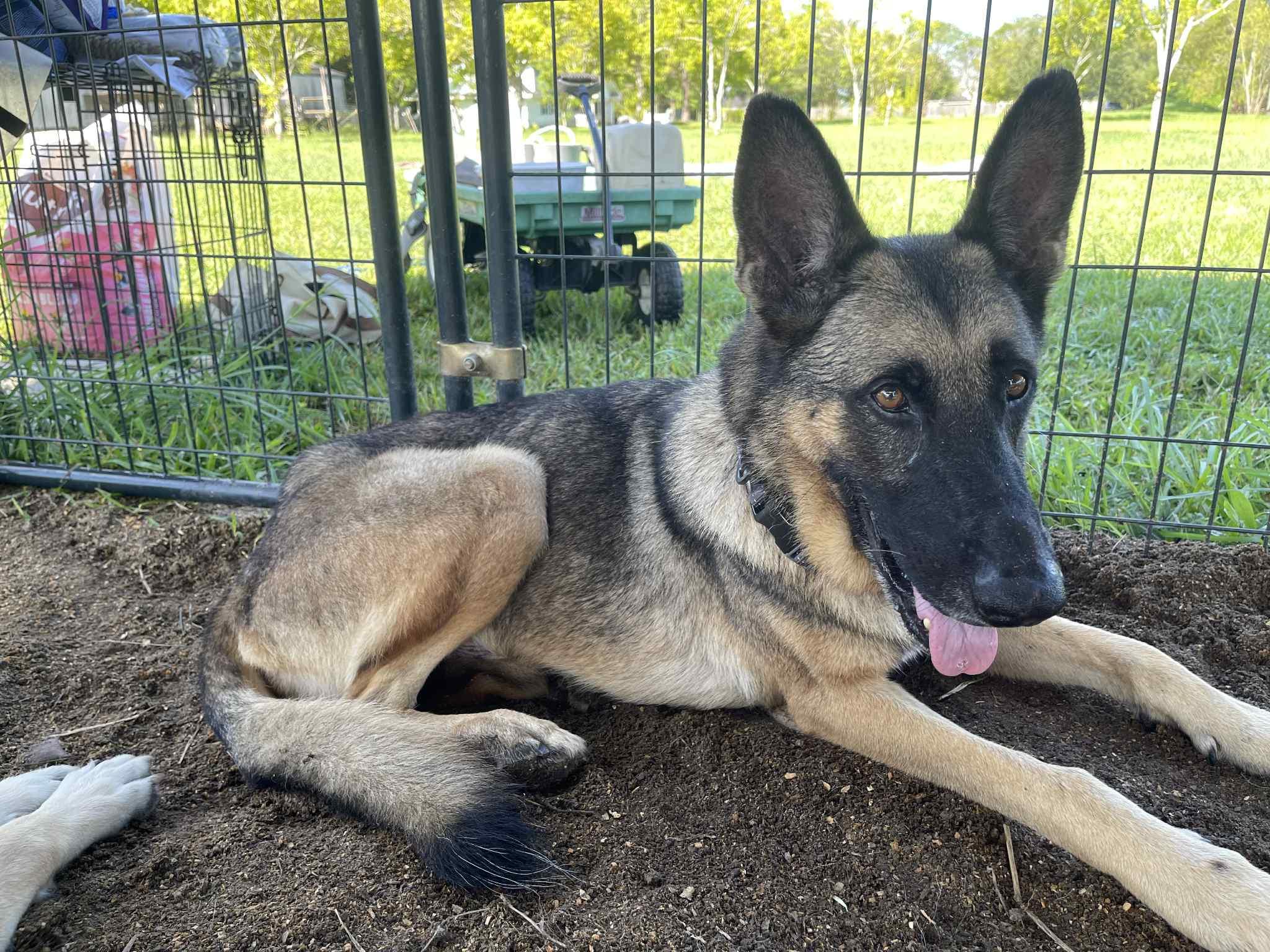 Dog for adoption - Maxwell, a German Shepherd Dog in Cincinnati , OH ...