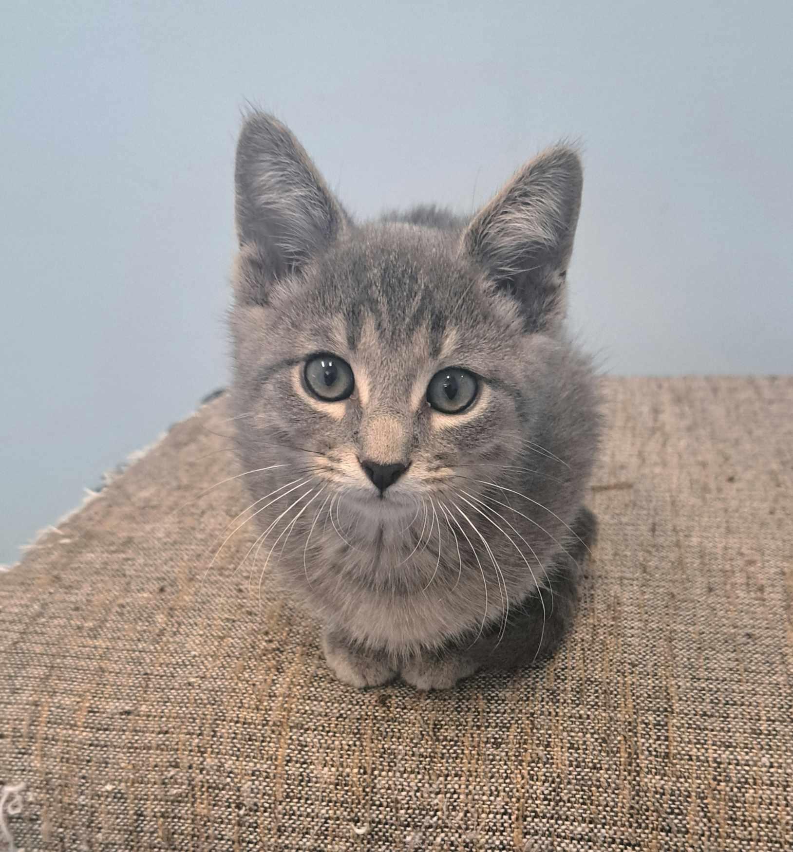 Cat for adoption - Squints, a Domestic Short Hair in Shelbyville, KY ...