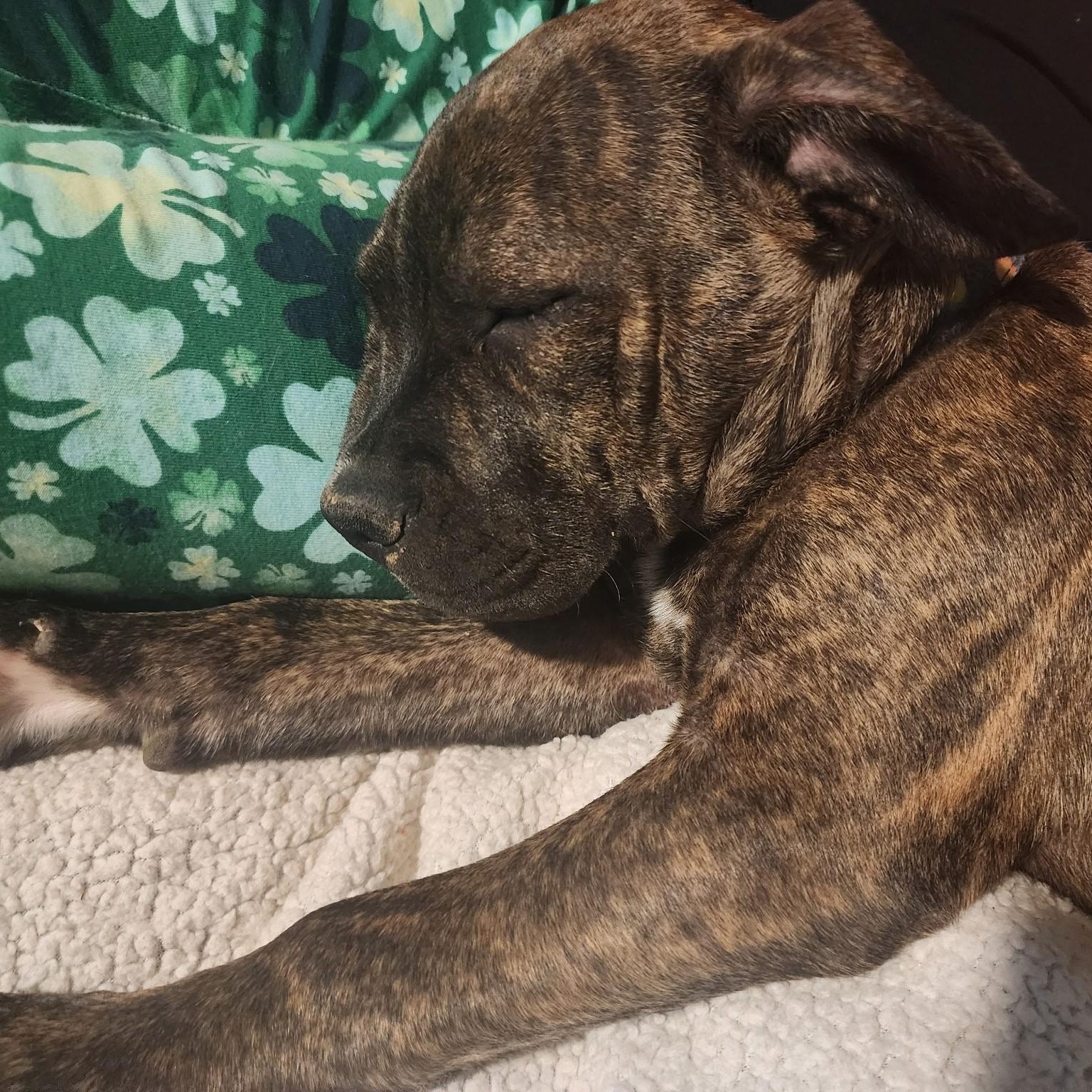 Dog for adoption - Tiger, a Boston Terrier Mix in Cumberland, MD ...