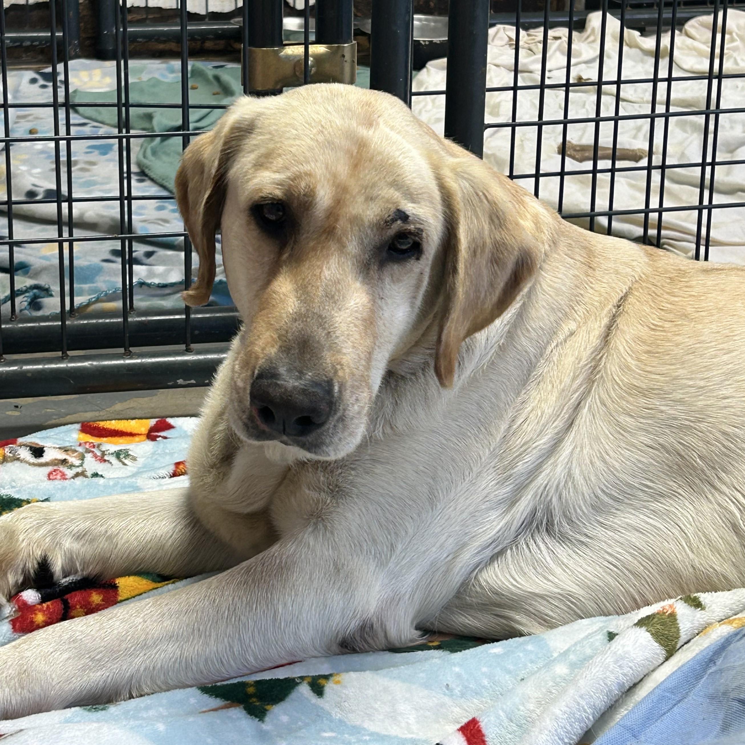Dog for adoption - Jake, a Yellow Labrador Retriever in New York, NY ...