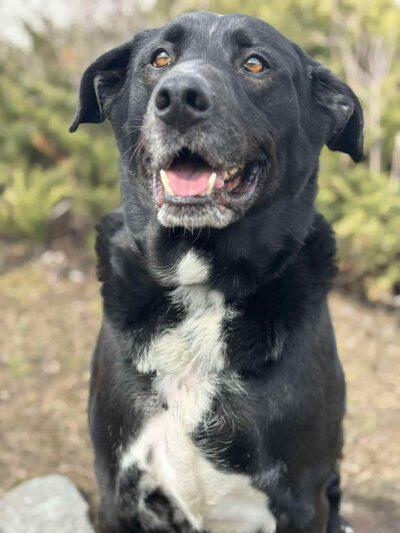 Dog for adoption - Bali, a Labrador Retriever & Bernese Mountain Dog ...