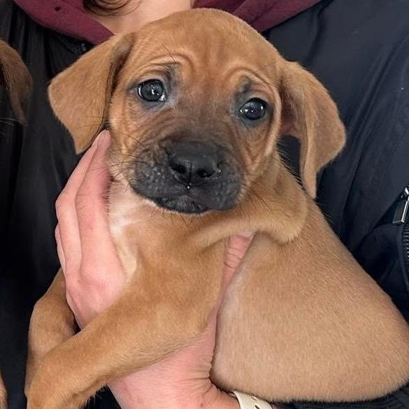Dog for adoption - Rhodesian Ridgeback Shepherd mix, a Rhodesian ...