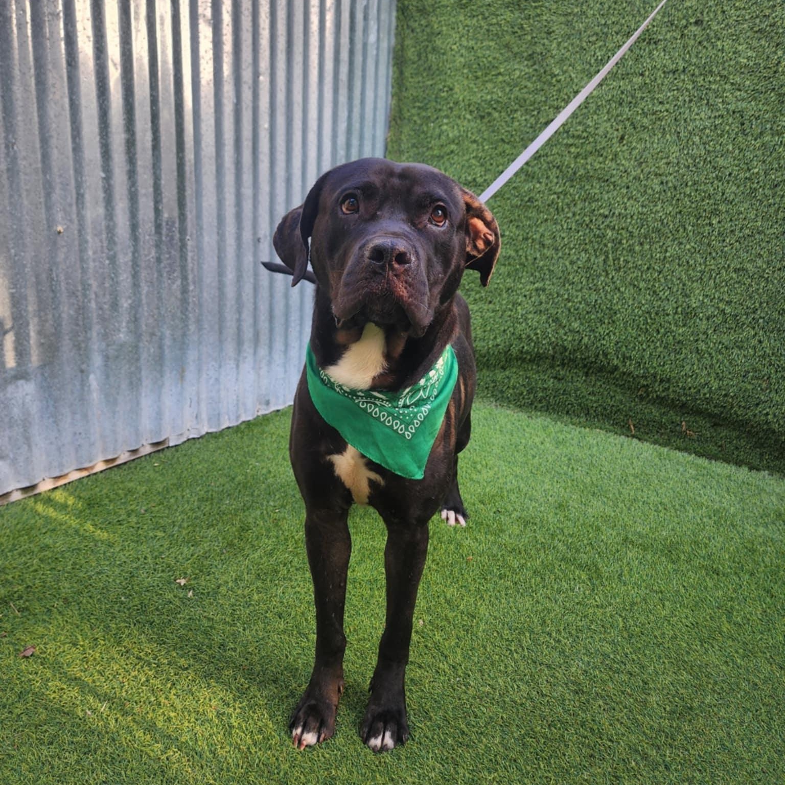 Dog for adoption - Babe Ruth, an American Staffordshire Terrier Mix in ...