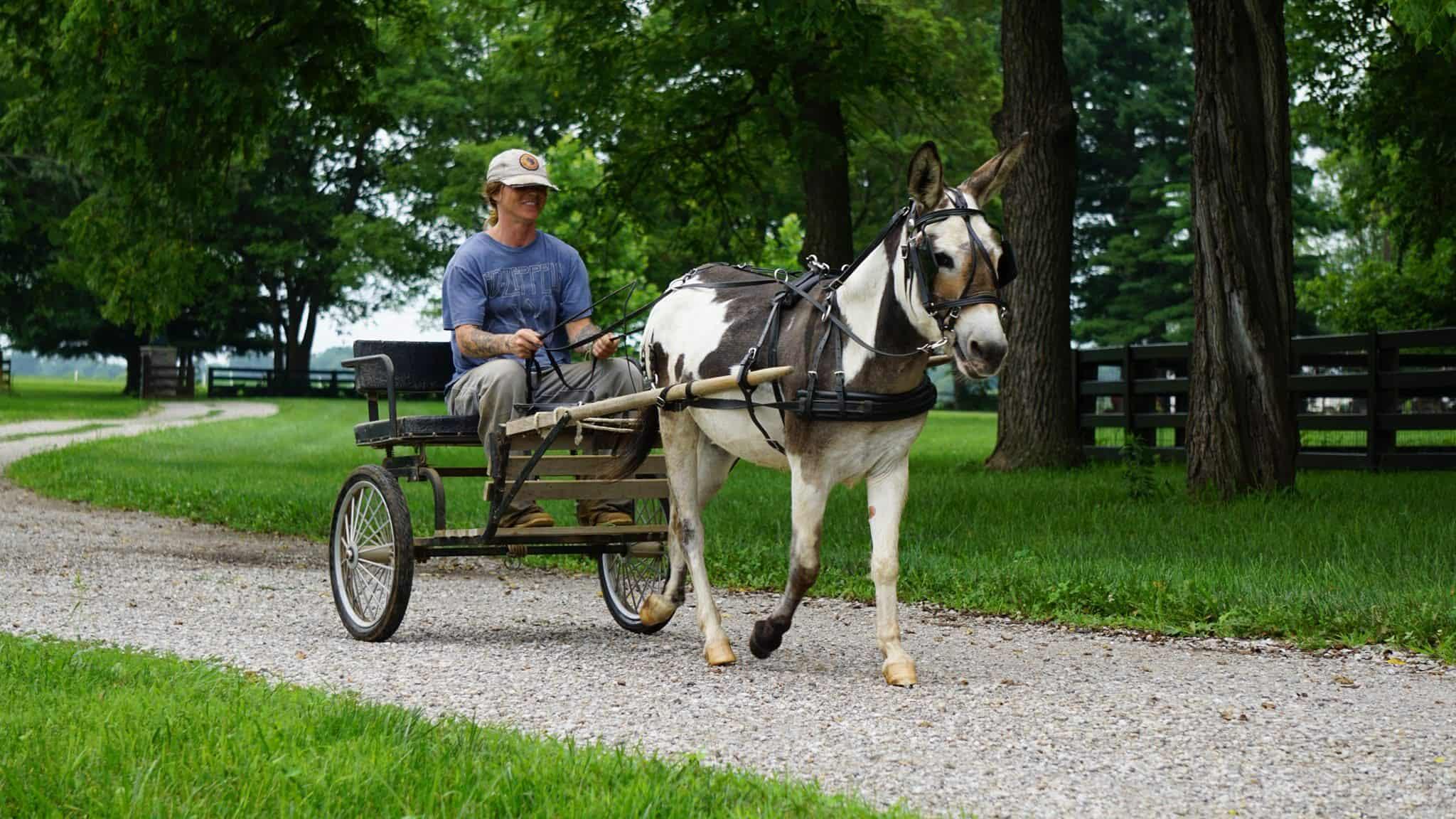 Donkey for adoption - Ollie - ATFO 2025 365 Division- In training for ...