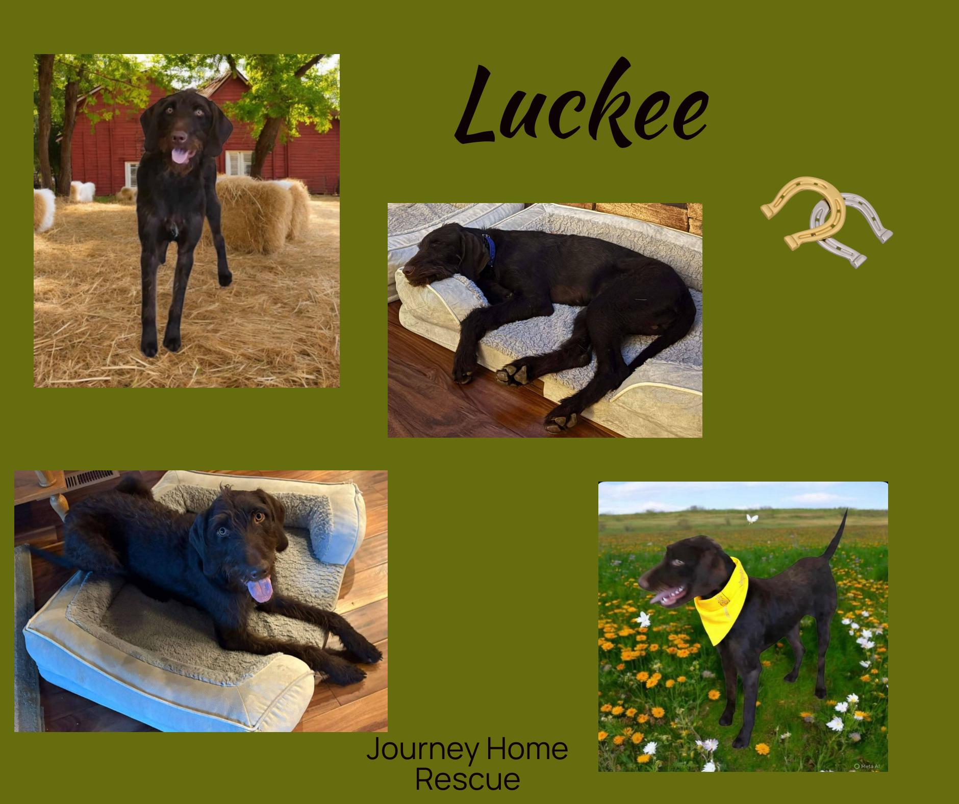 Dog for adoption - Luckee, a German Shorthaired Pointer & Labradoodle ...