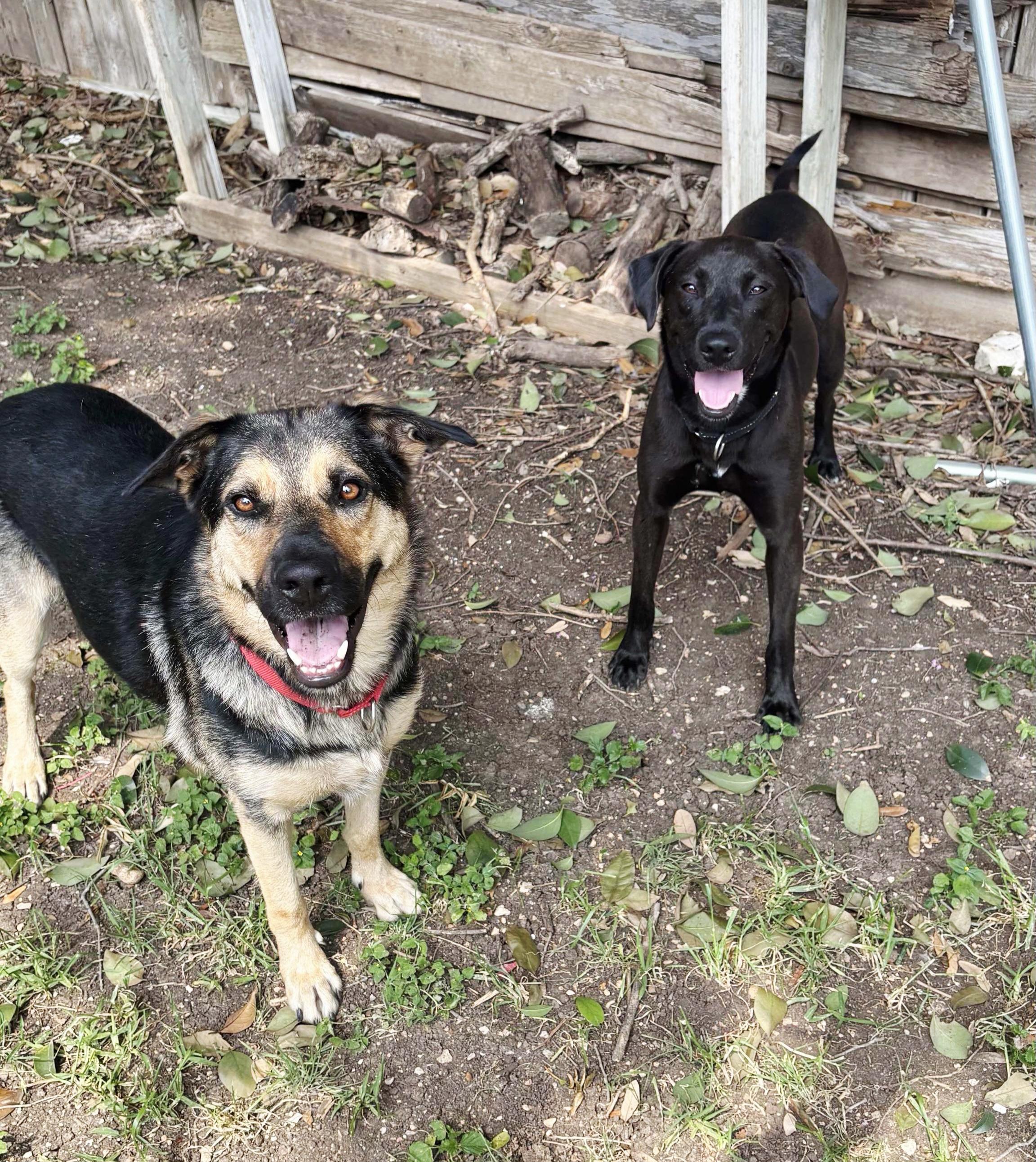 Dog for adoption - Frenchy and Ernie, a Mixed Breed in Albany, NY ...