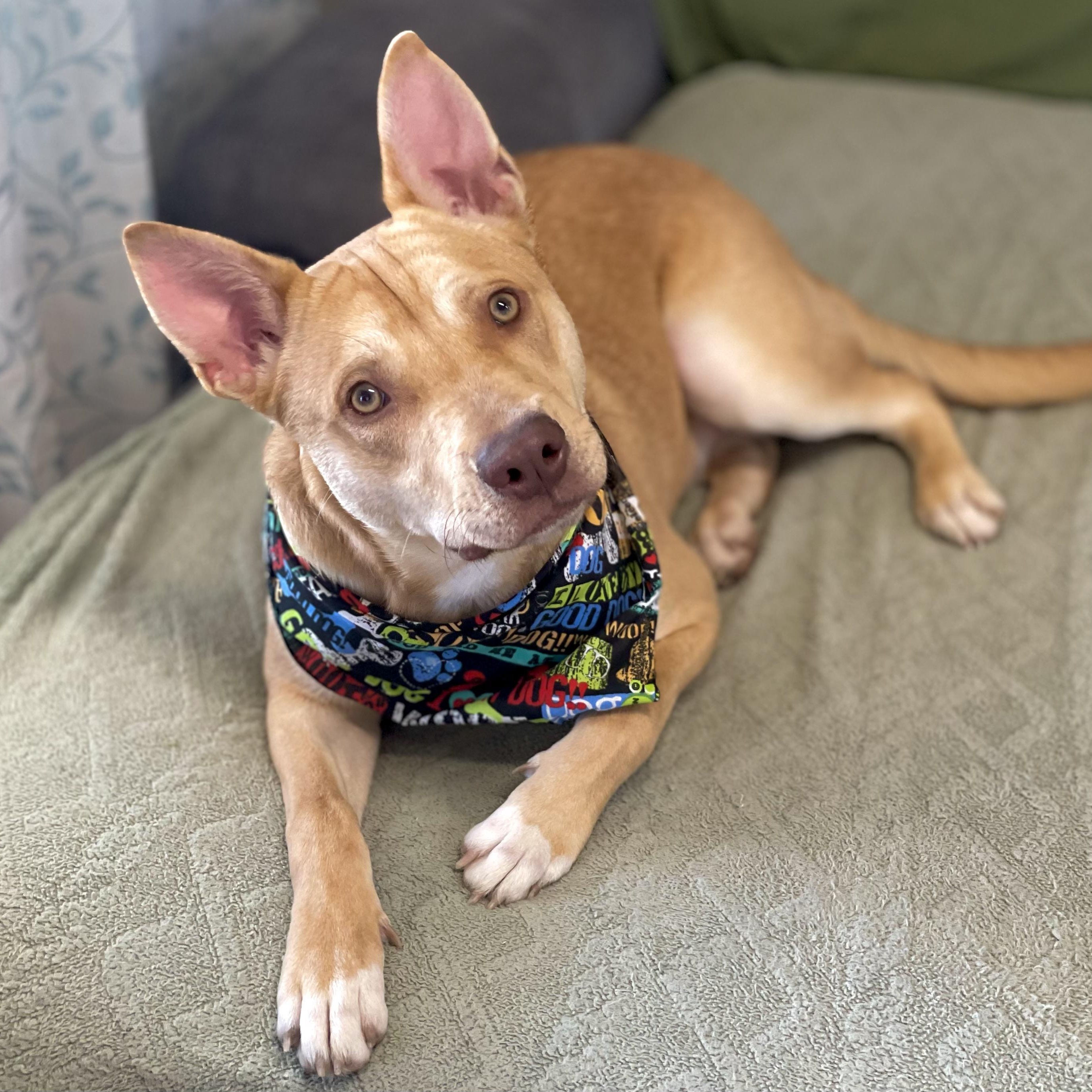 Dog for adoption - Leeum, a Mixed Breed in Providence, RI | Petfinder