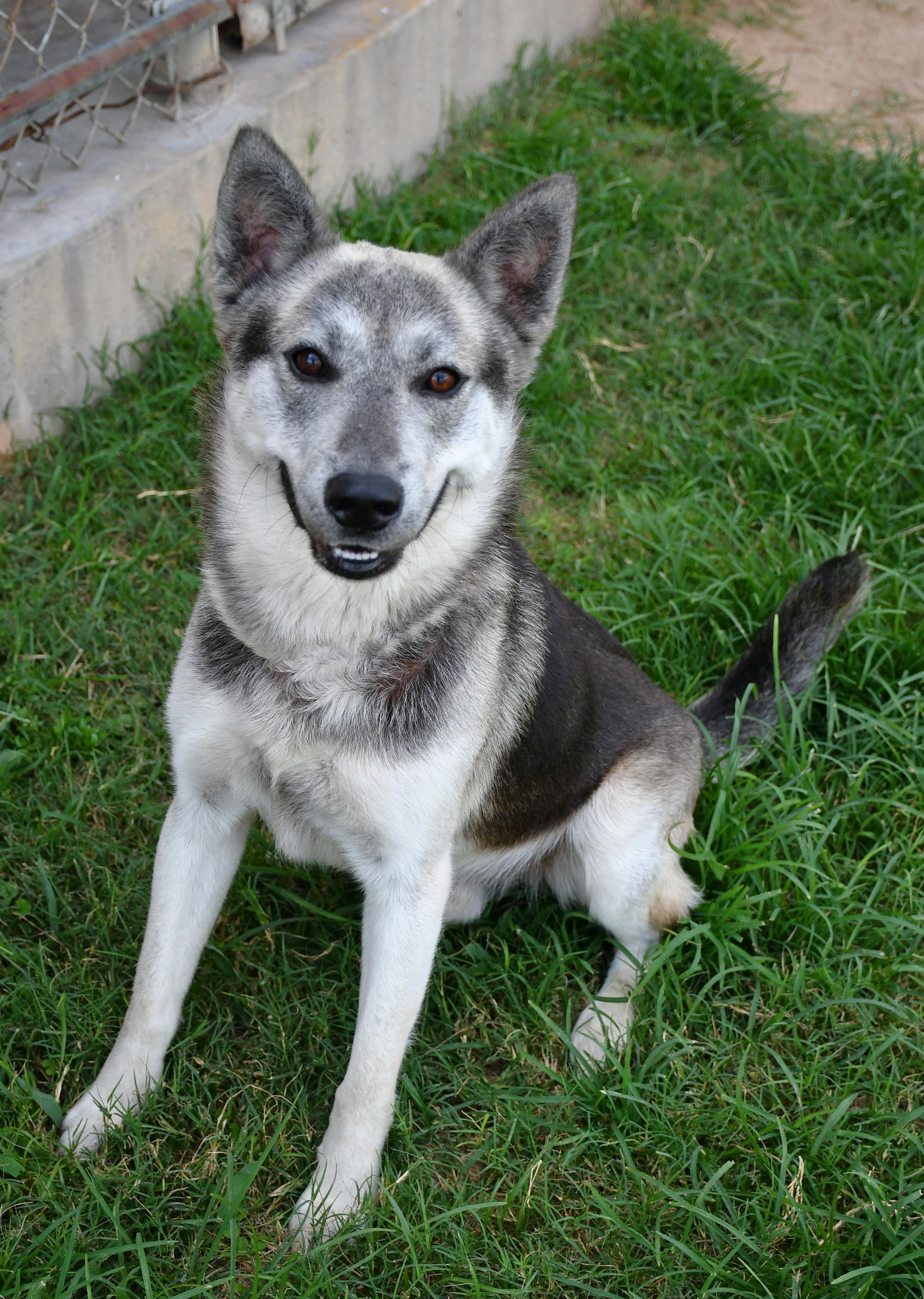 Dog for adoption - Jace, a Shepherd Mix in Beaumont, TX | Petfinder