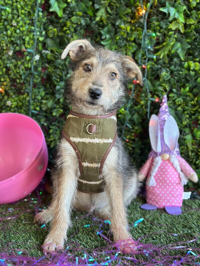 Dog for adoption - Tomas, an Airedale Terrier & Border Terrier Mix in ...