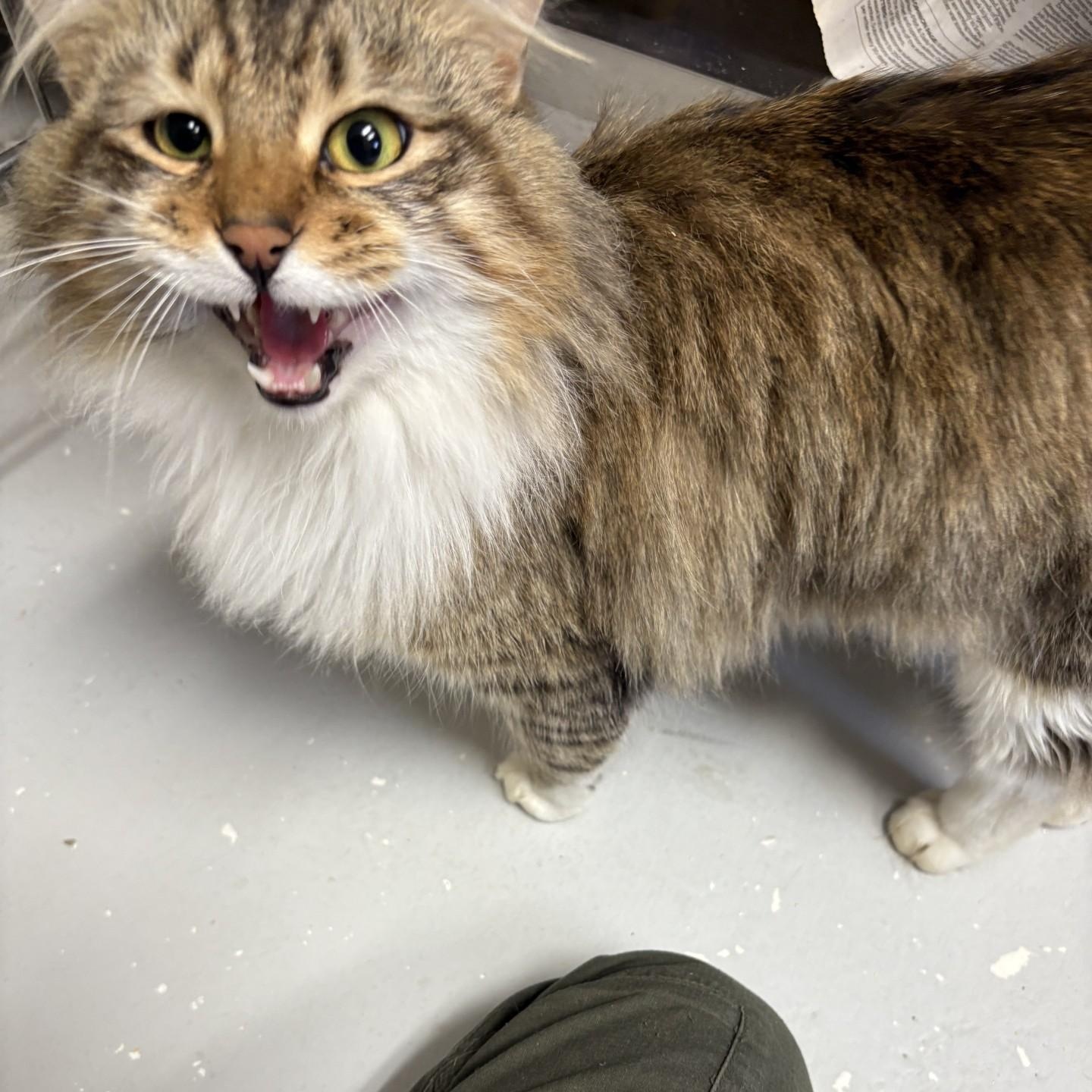 Cat for adoption - Fred, a Domestic Long Hair in Elberon, VA | Petfinder