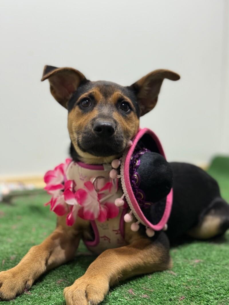 Dog for adoption - Elsa, a German Pinscher & German Shepherd Dog Mix in ...