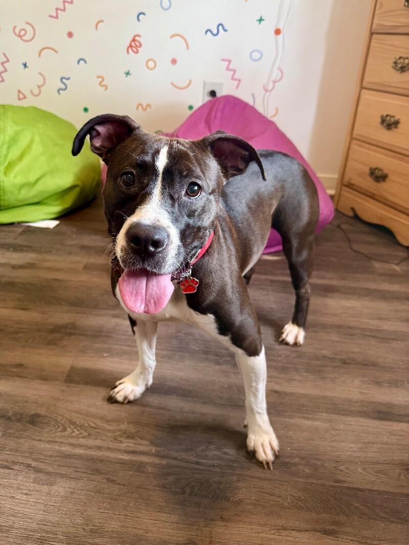 Dog for adoption - Scarlet Sandoval will Love Your Other Dogs!, a Boxer ...