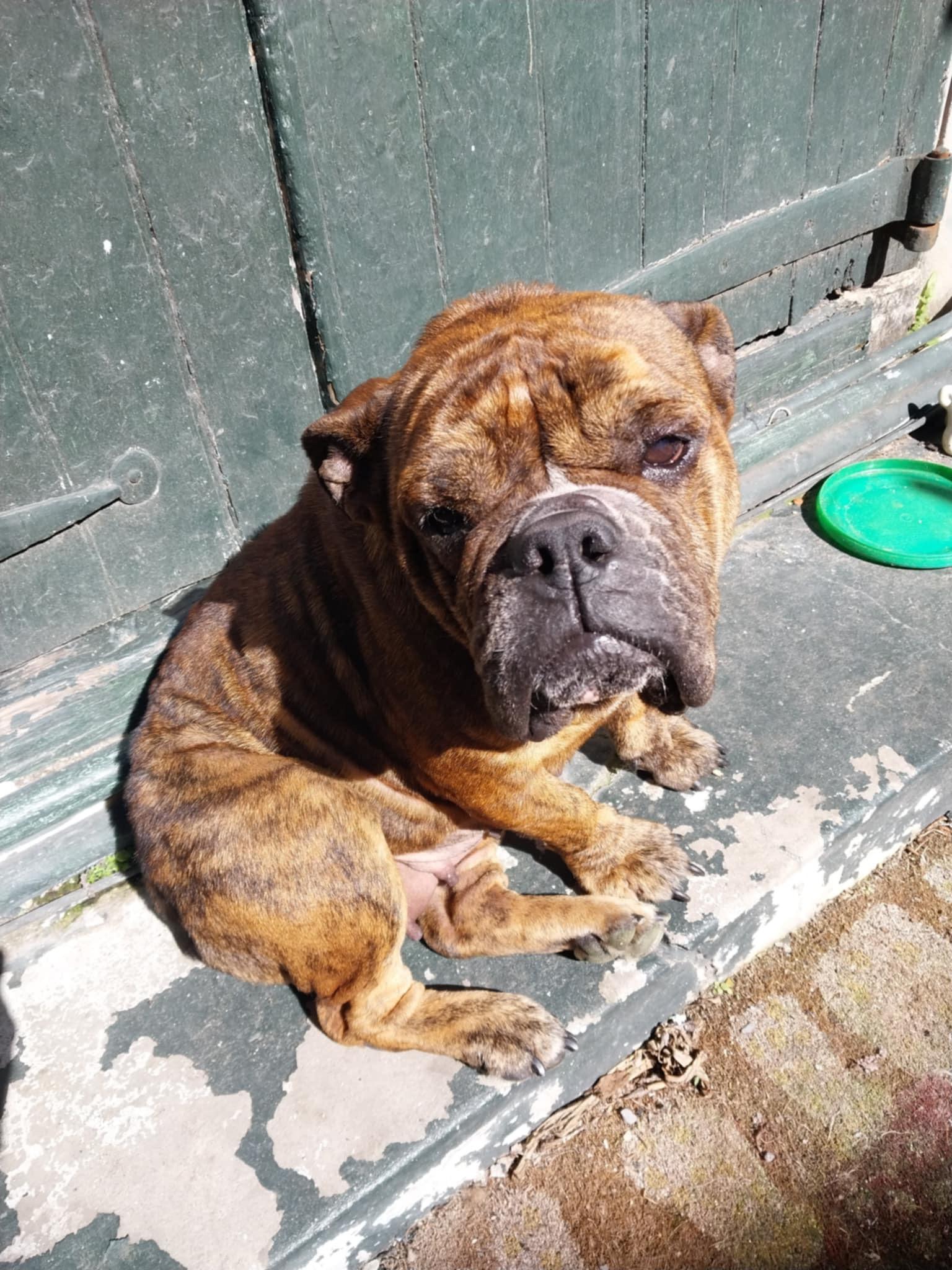 Dog for adoption - Squish, an English Bulldog in New Orleans, LA ...