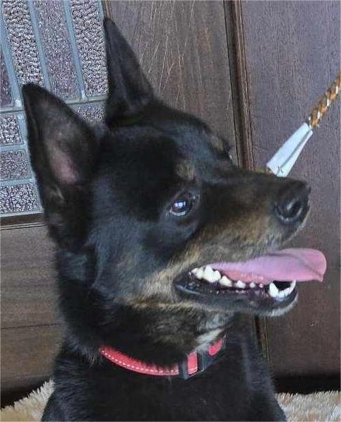 Dog for adoption - Caliber, an Australian Cattle Dog / Blue Heeler ...