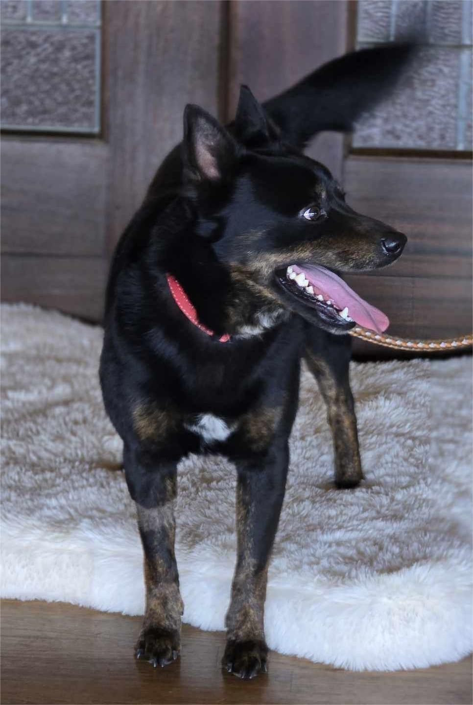 Dog for adoption - Caliber, an Australian Cattle Dog / Blue Heeler ...
