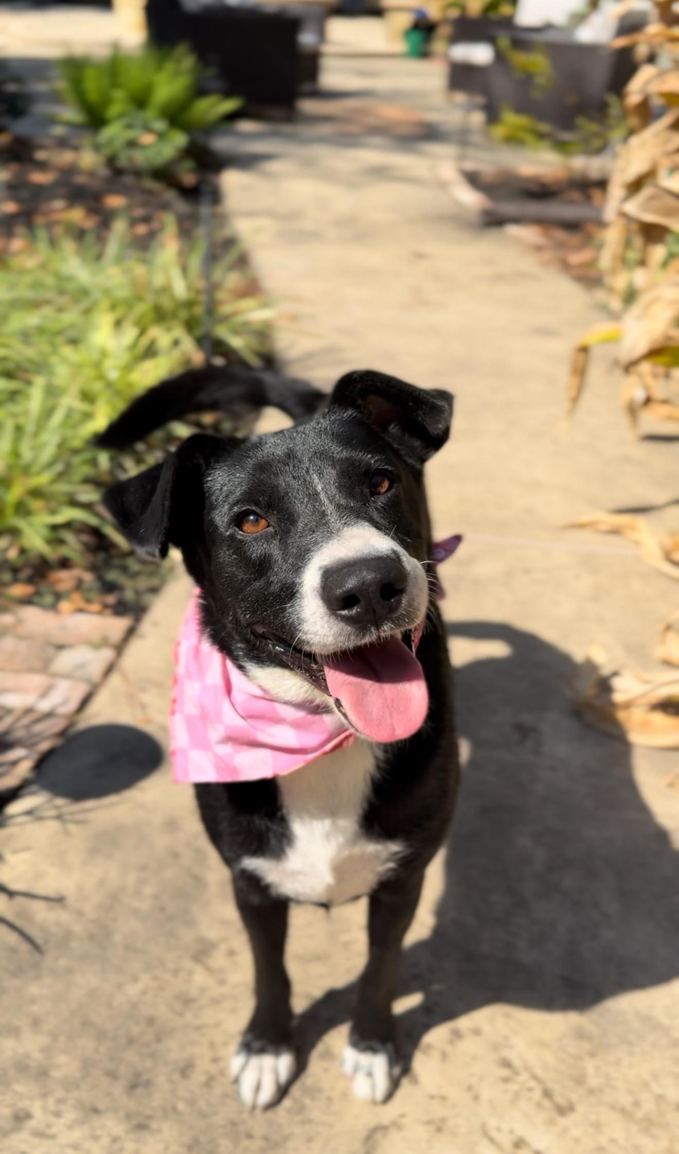 Dog for adoption - Dottie Belle, a Border Collie & Black Labrador ...