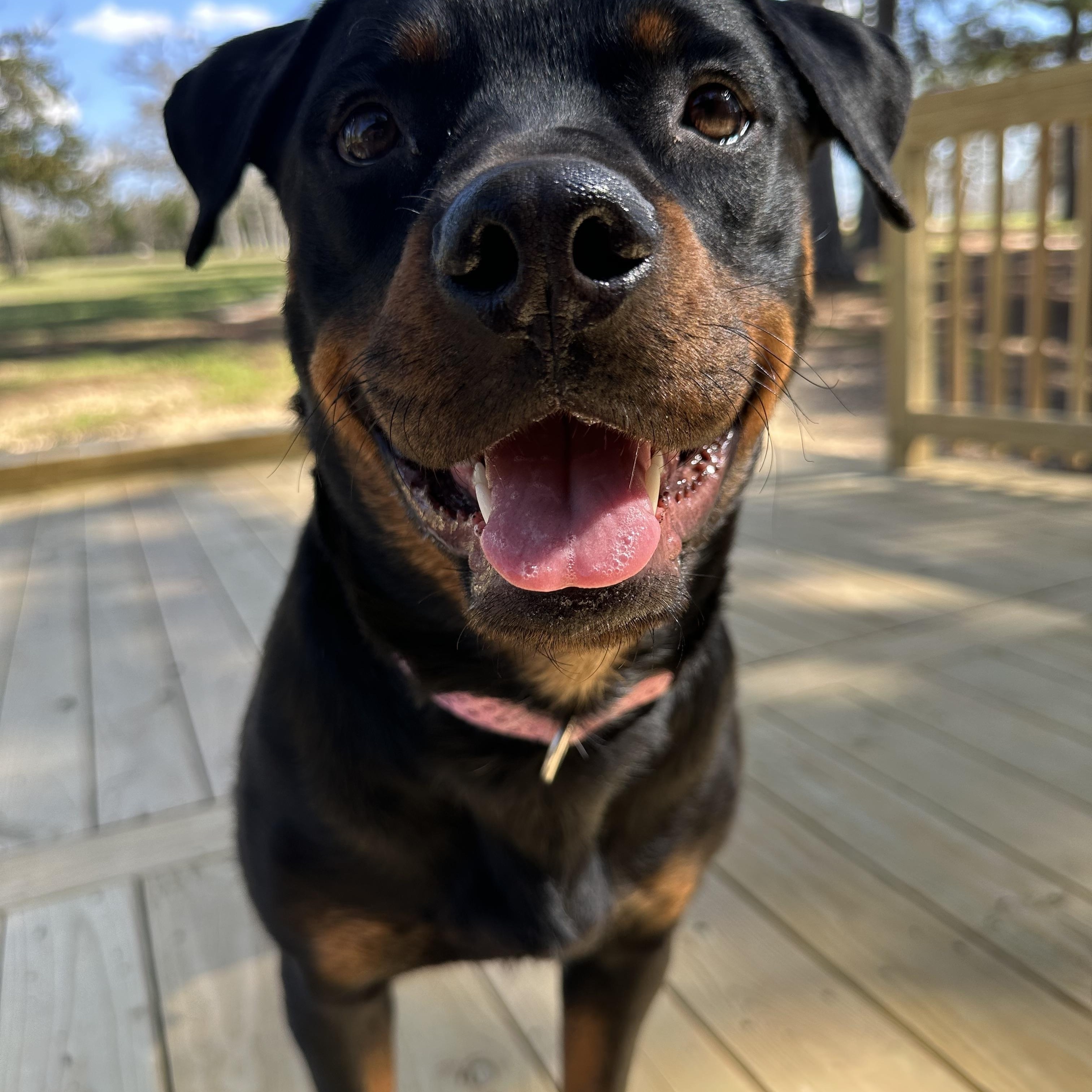Dog for adoption - Dotty, a Rottweiler in Suffern, NY | Petfinder