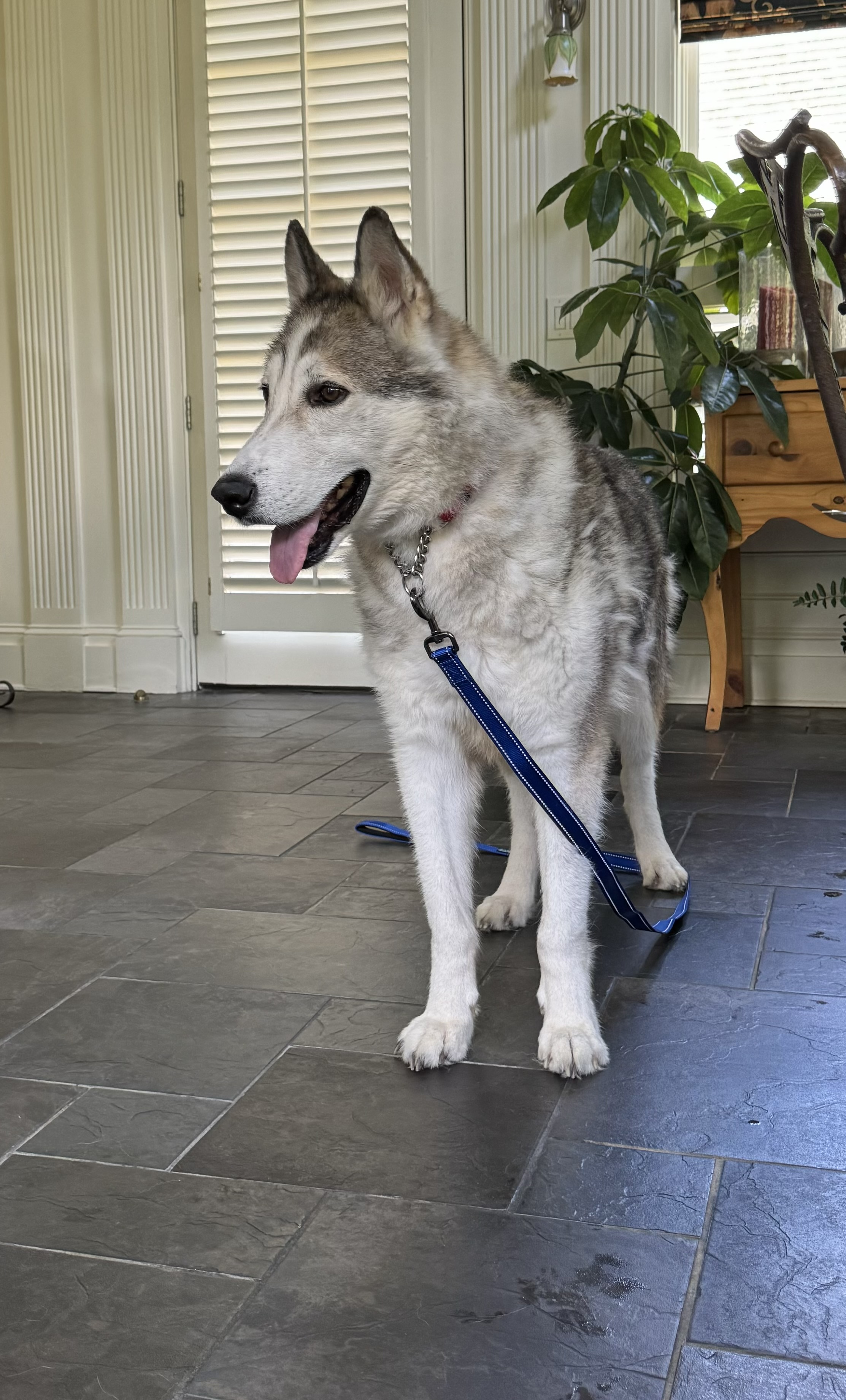 Dog for adoption - Kovu, an Alaskan Malamute & Siberian Husky Mix in ...