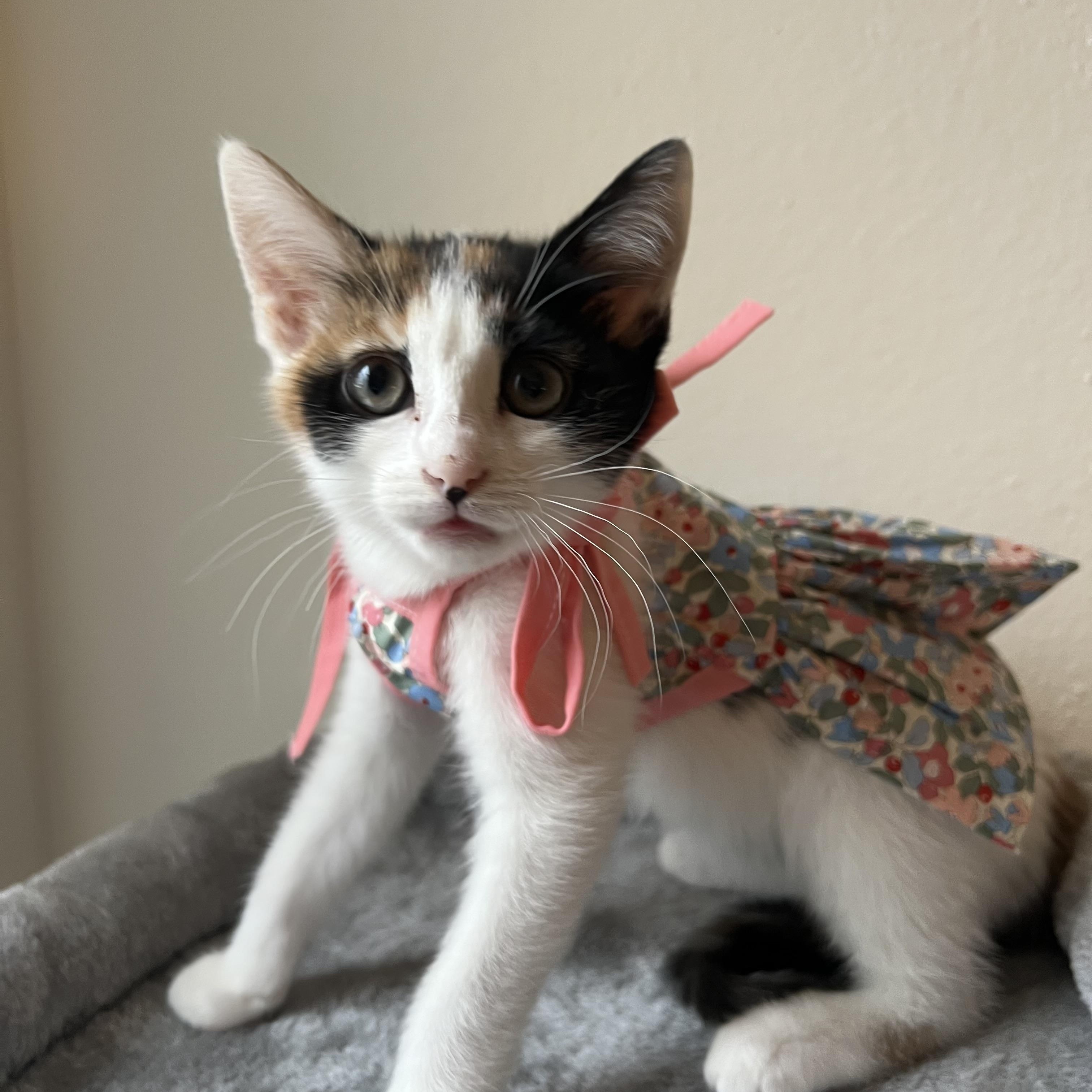 Cat for adoption - Elsa, a Domestic Short Hair in Tustin, CA | Petfinder