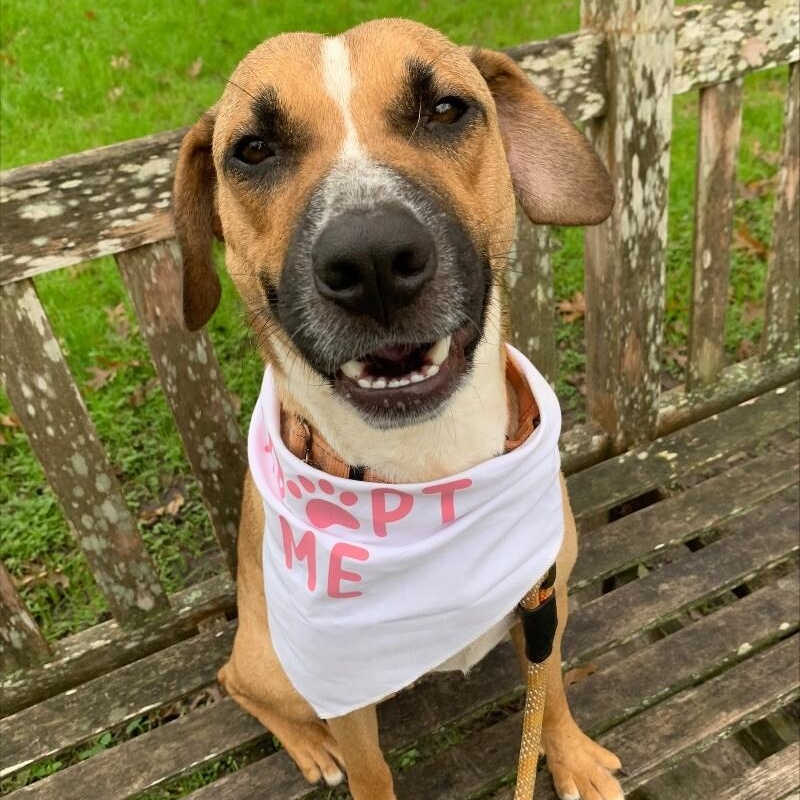 Dog for adoption - Kylie Kiddle Loving Family Bestie, a Labrador ...