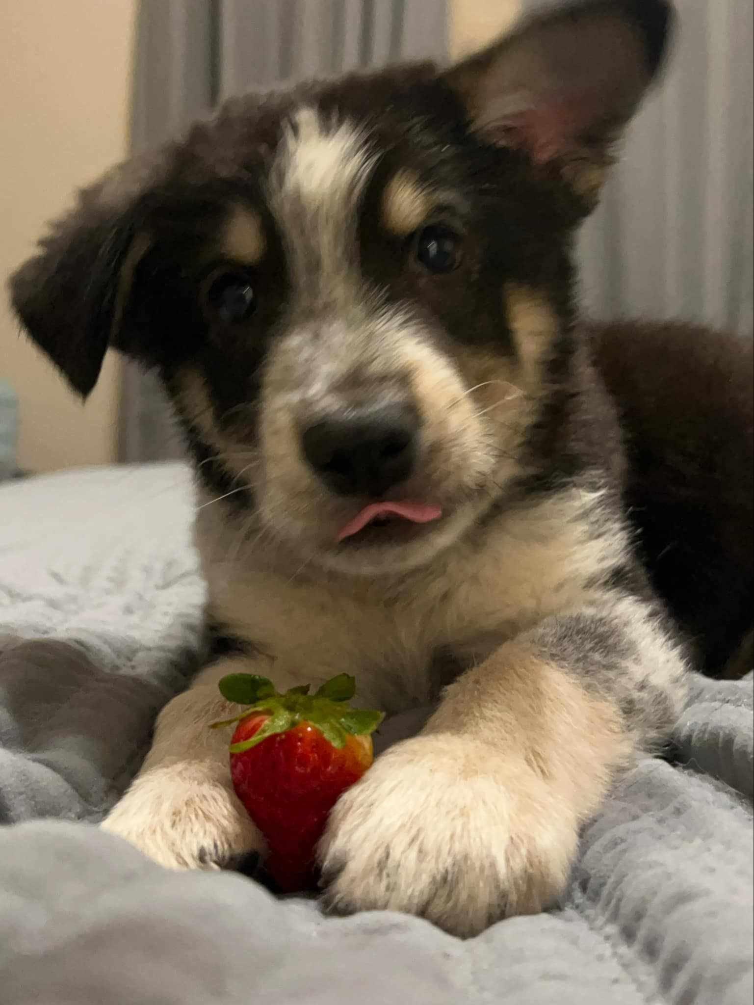 Dog for adoption - Corduroy, an Australian Cattle Dog / Blue Heeler ...