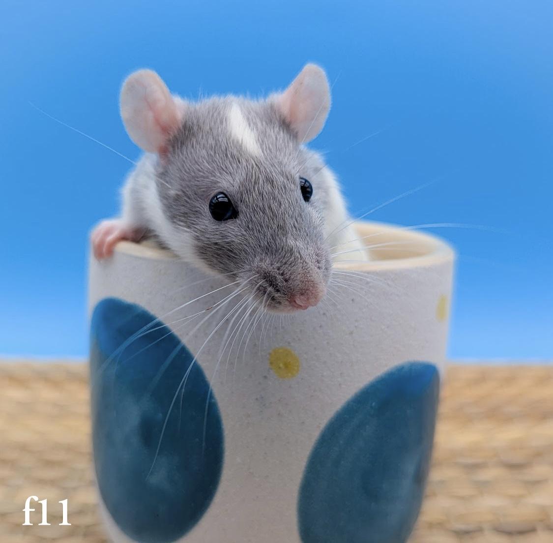 Rat for adoption - Beans, Rascal and Pipsy, a Rat in Eugene, OR | Petfinder