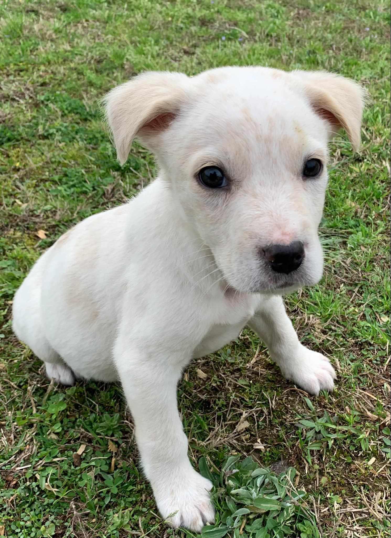 Dog for adoption - Ritz, a Great Pyrenees Mix in Smithfield, RI | Petfinder