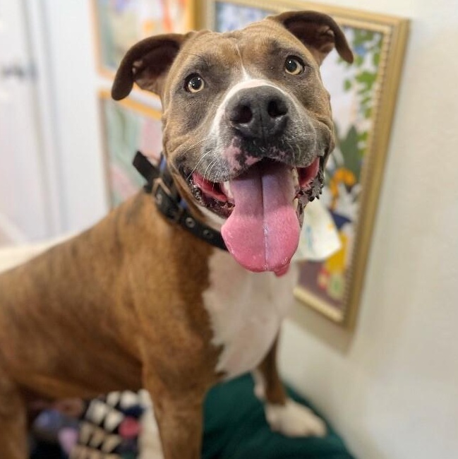 Dog for adoption - Woody Handsome Mellow Family Dog, an American ...