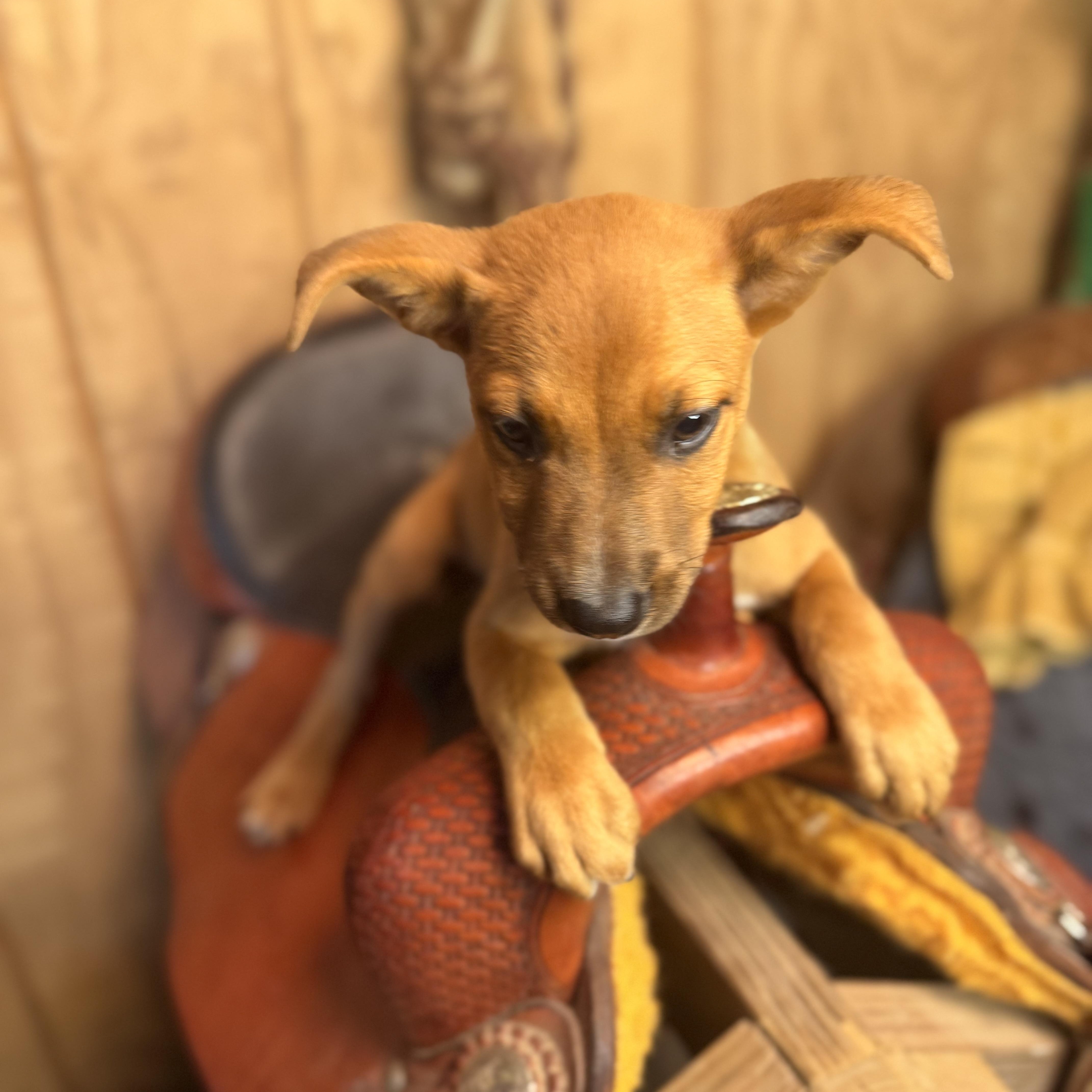 Dog for adoption - Simon, an Australian Cattle Dog / Blue Heeler ...