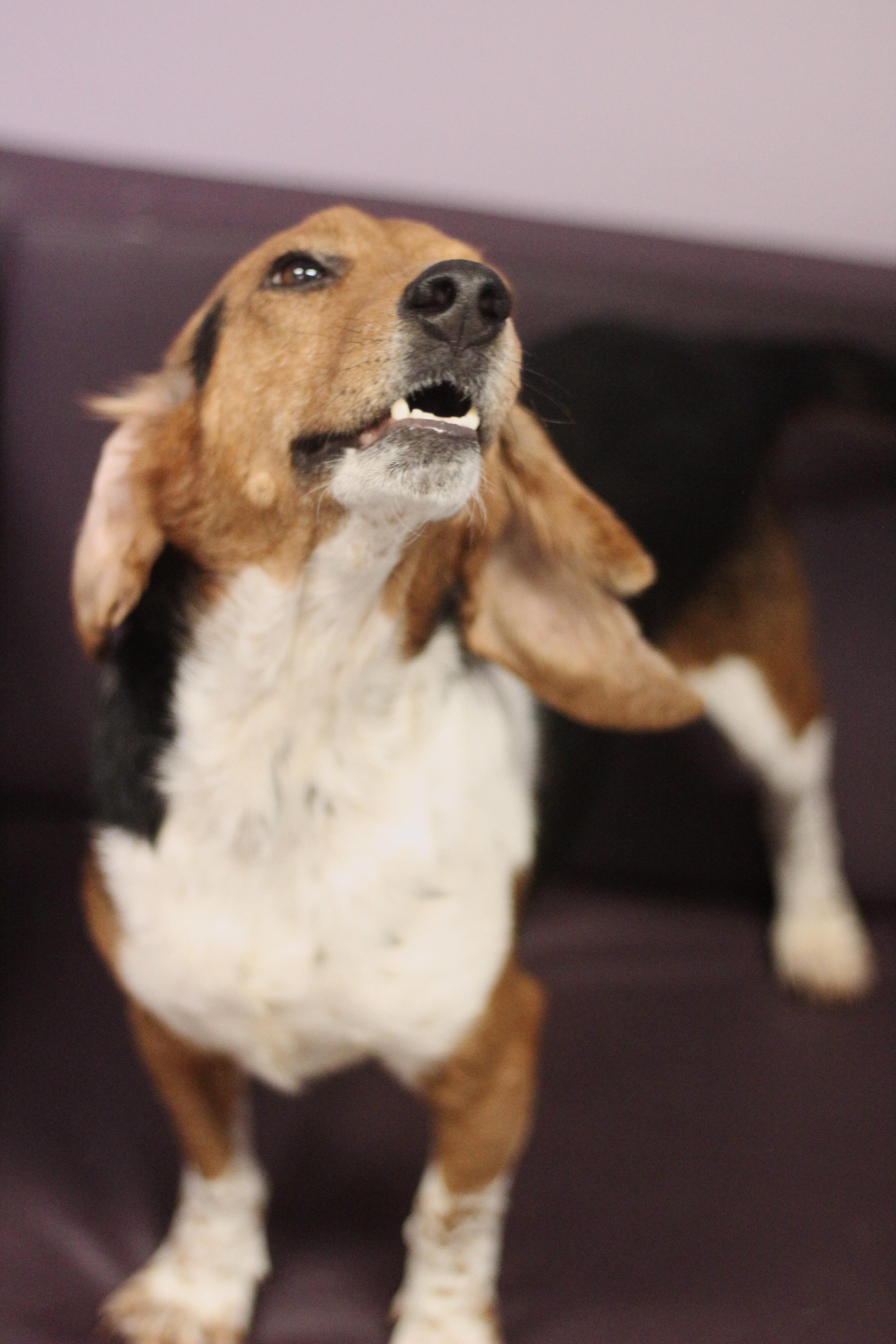 Banjo in NH! Come Meet our Adoptable Dogs Wednesday-Saturday. More info ...