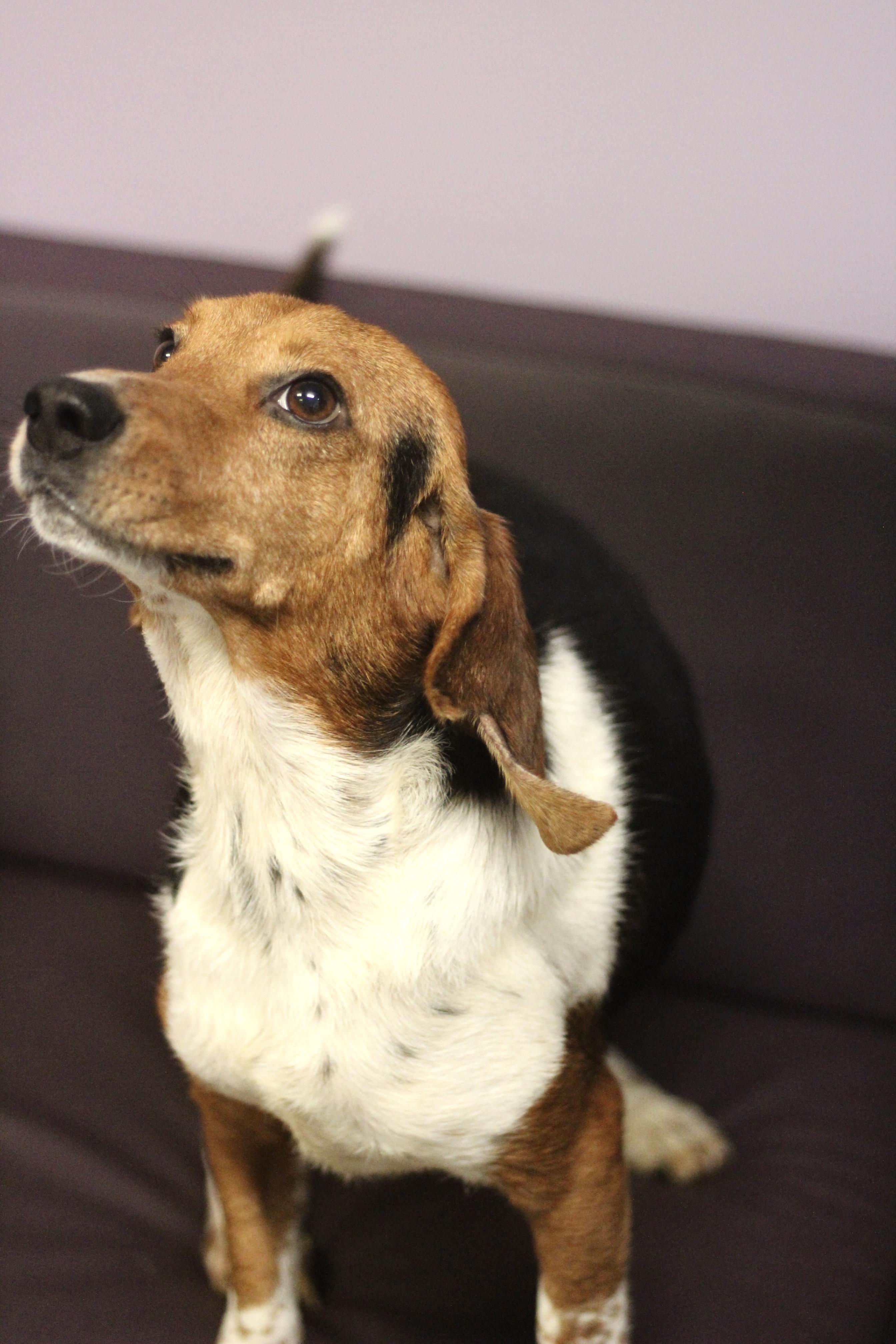 Banjo in NH! Come Meet our Adoptable Dogs Wednesday-Saturday. More info ...