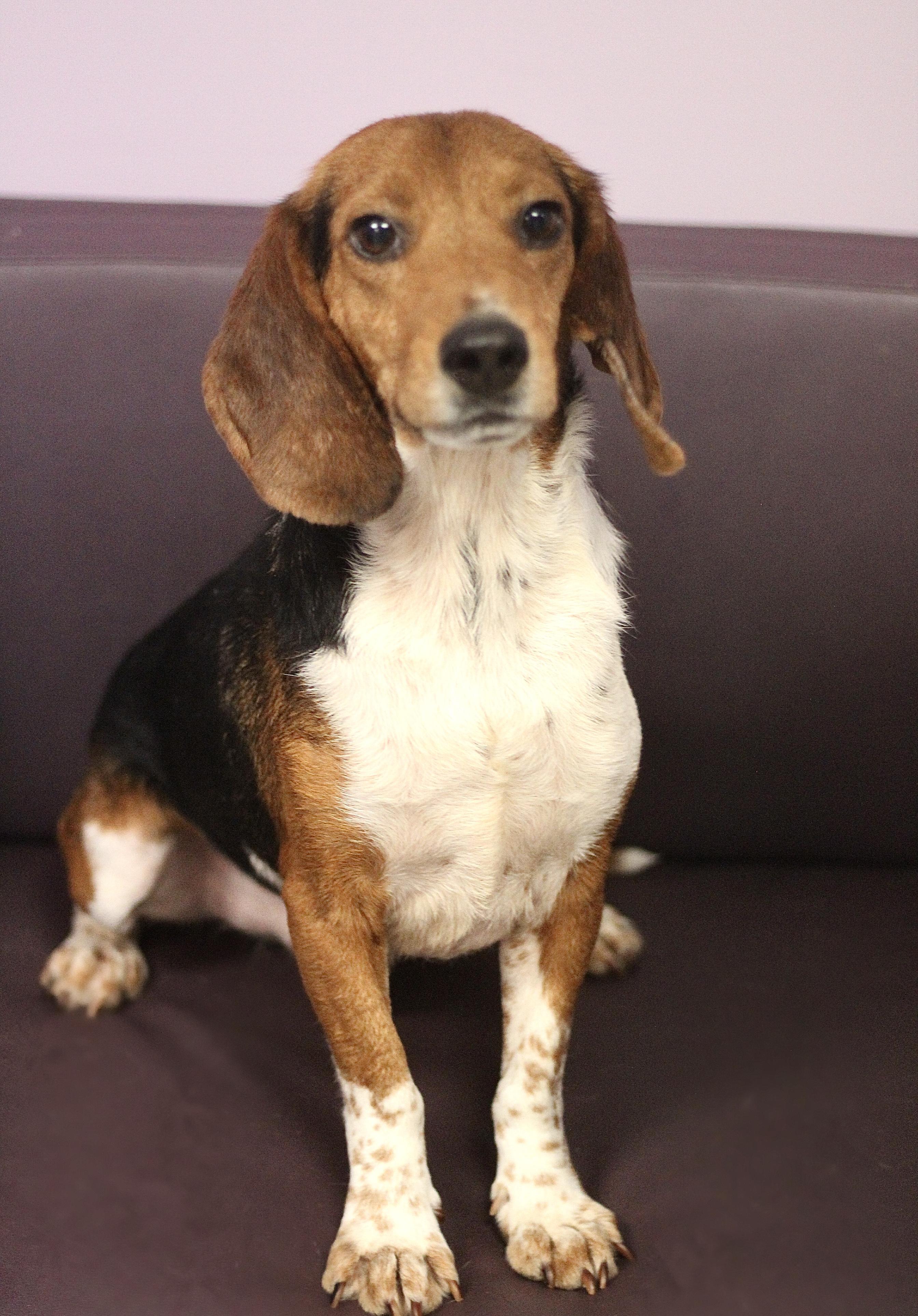 Banjo in NH! Come Meet our Adoptable Dogs Wednesday-Saturday. More info ...