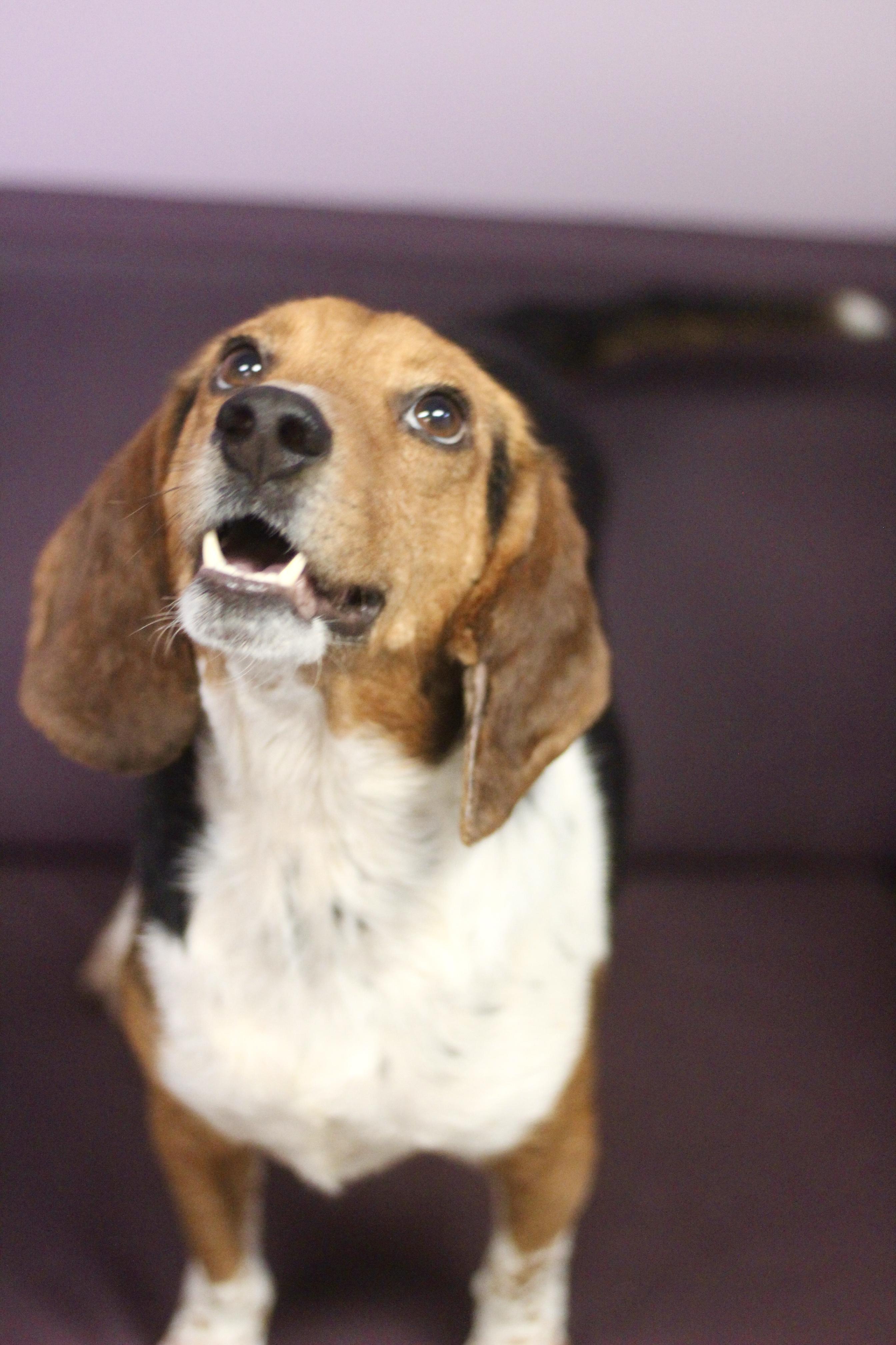 Banjo in NH! Come Meet our Adoptable Dogs Wednesday-Saturday. More info ...