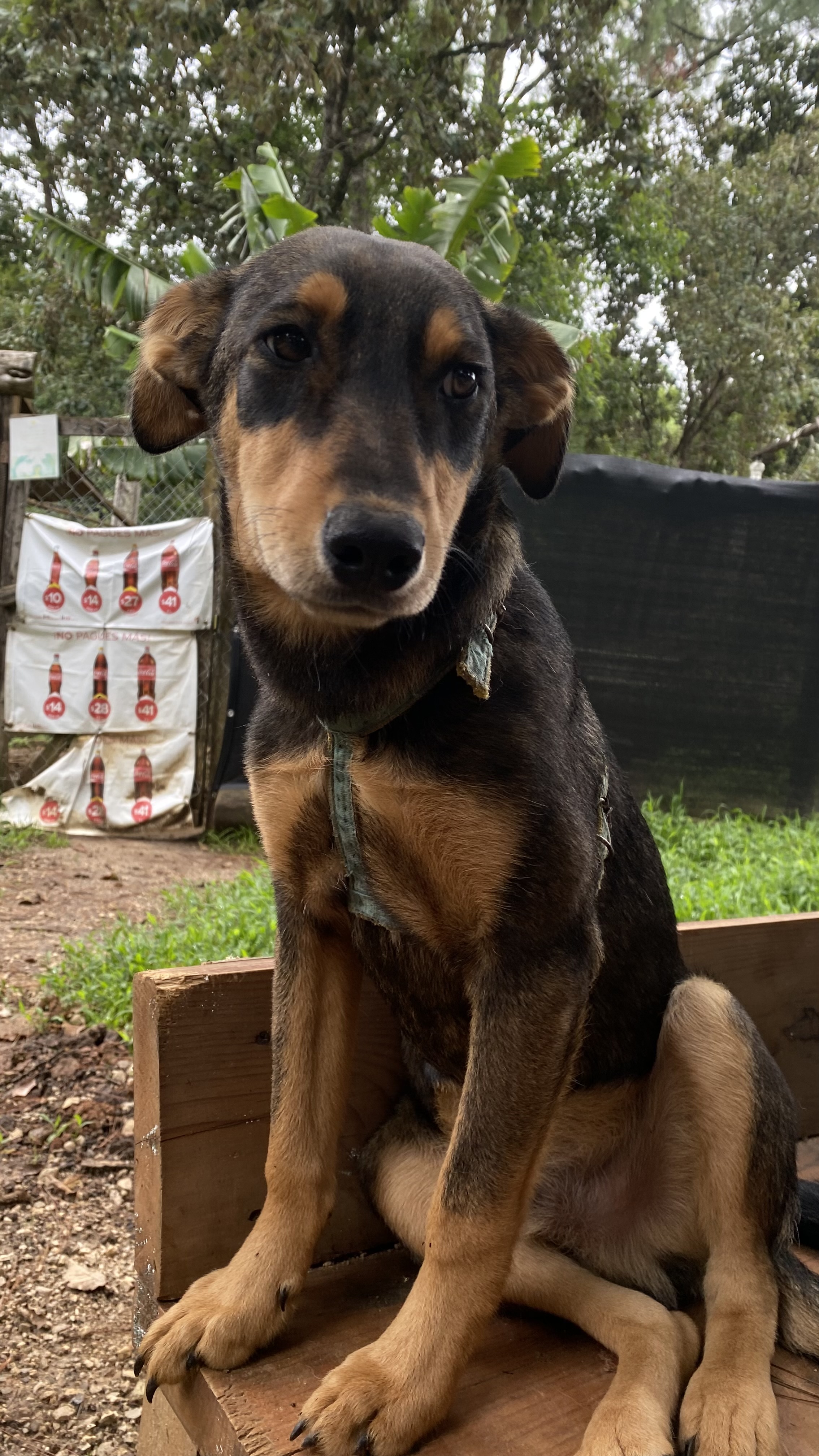 Dog for adoption - Kurt, a Mixed Breed in San Cristóbal de las Casas ...