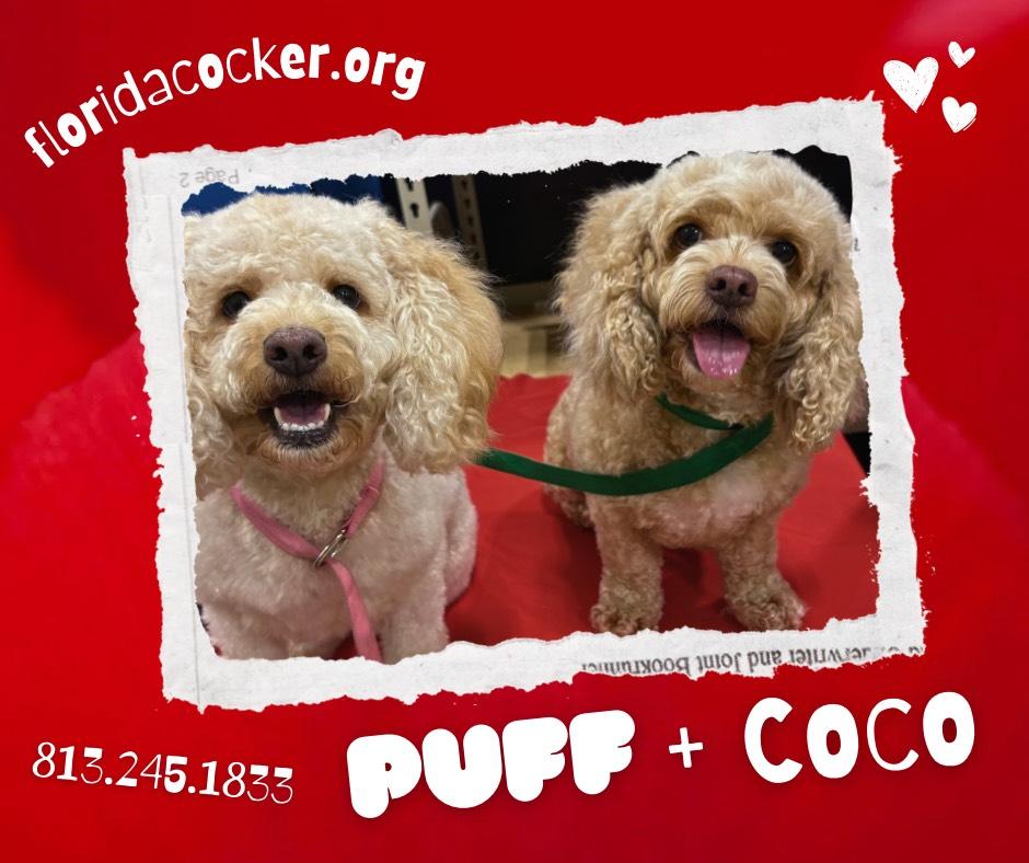 Dog for adoption - Puff and Coco, a Cockapoo in Land O Lakes, FL ...